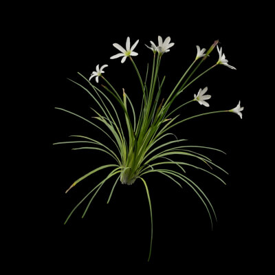 Zephyranthes Candida Plant - 3D Model by Green Lander