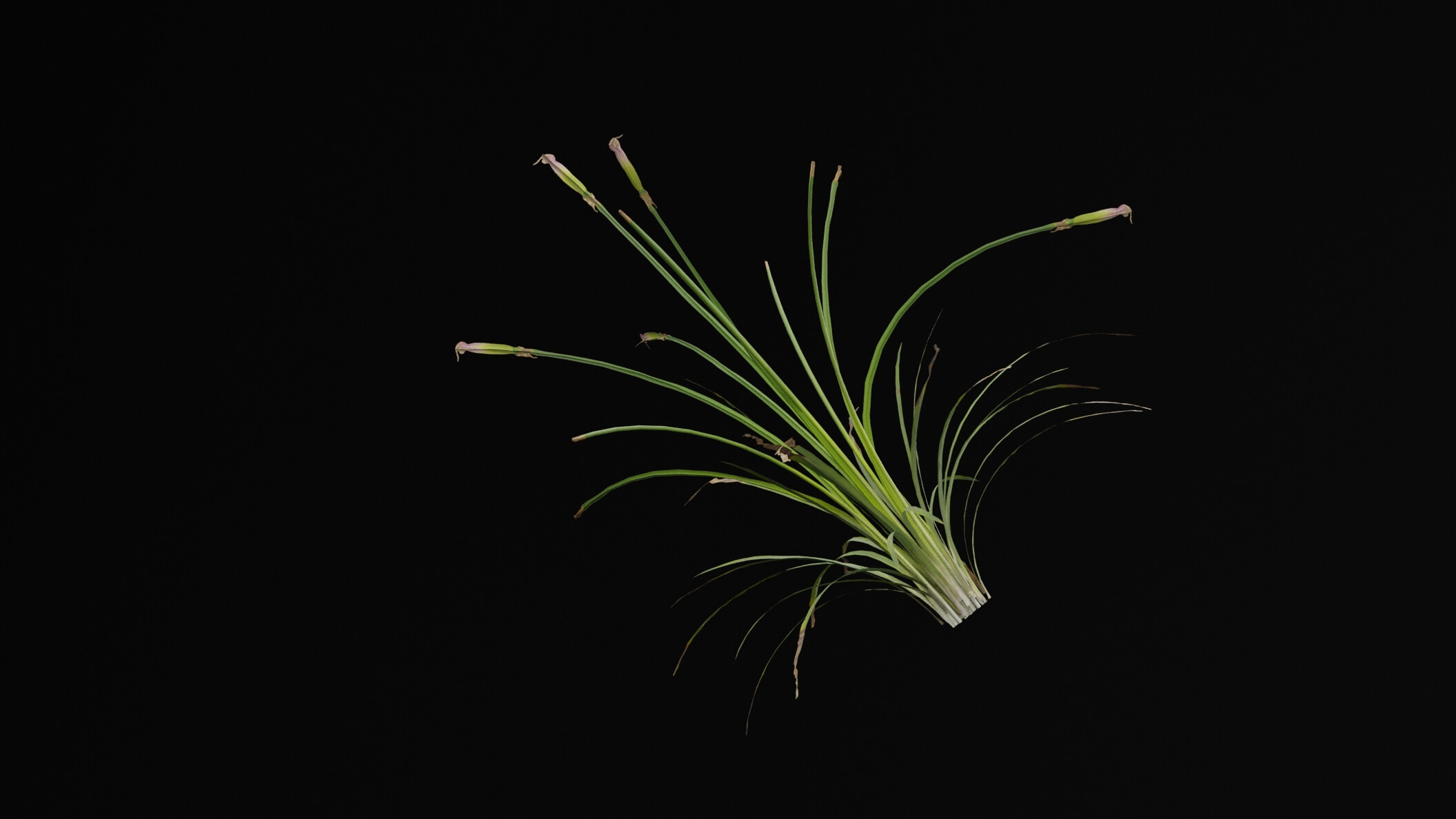 Zephyranthes Candida Plant - 3D Model by Green Lander