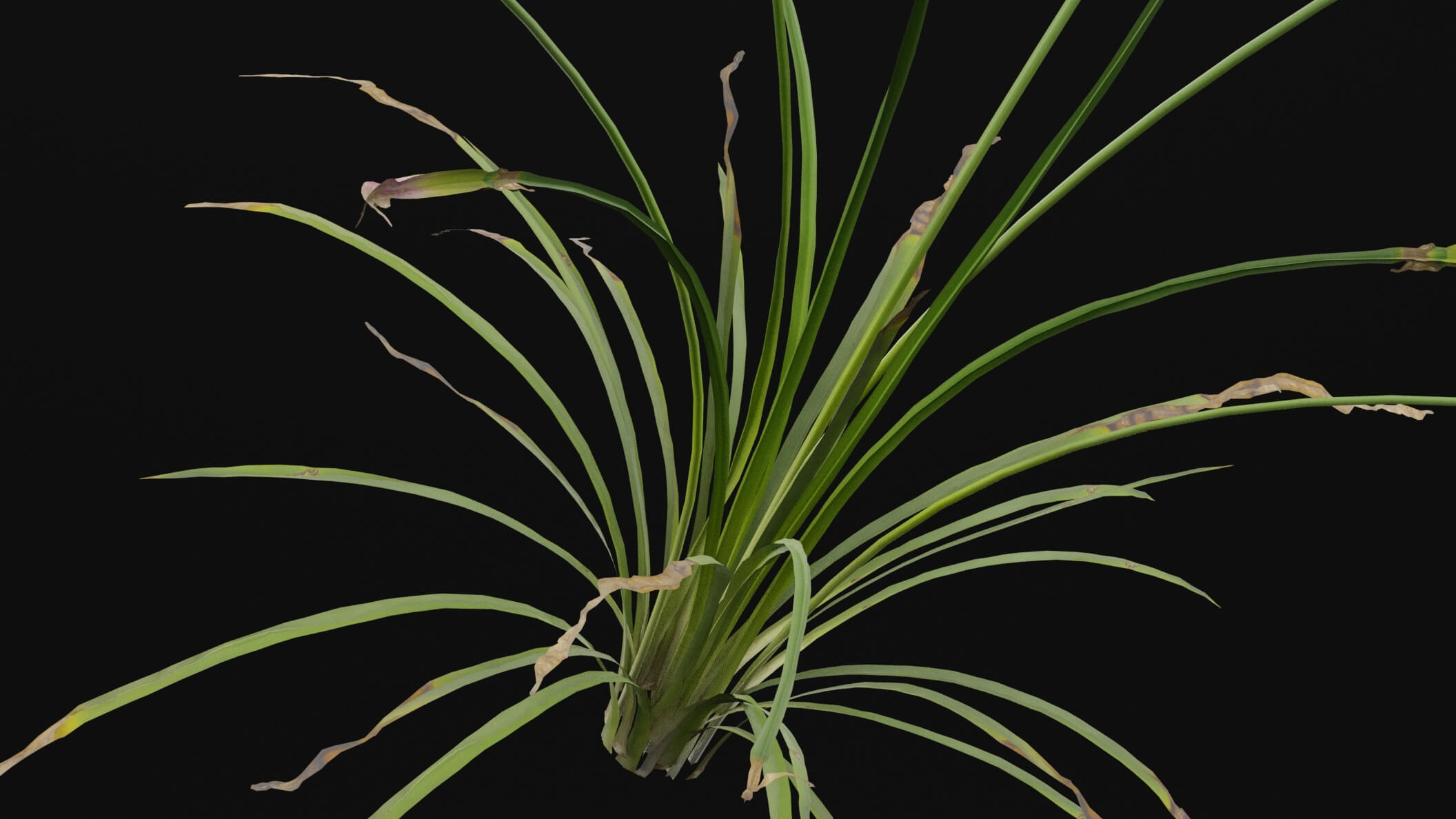Zephyranthes Candida Plant - 3D Model by Green Lander