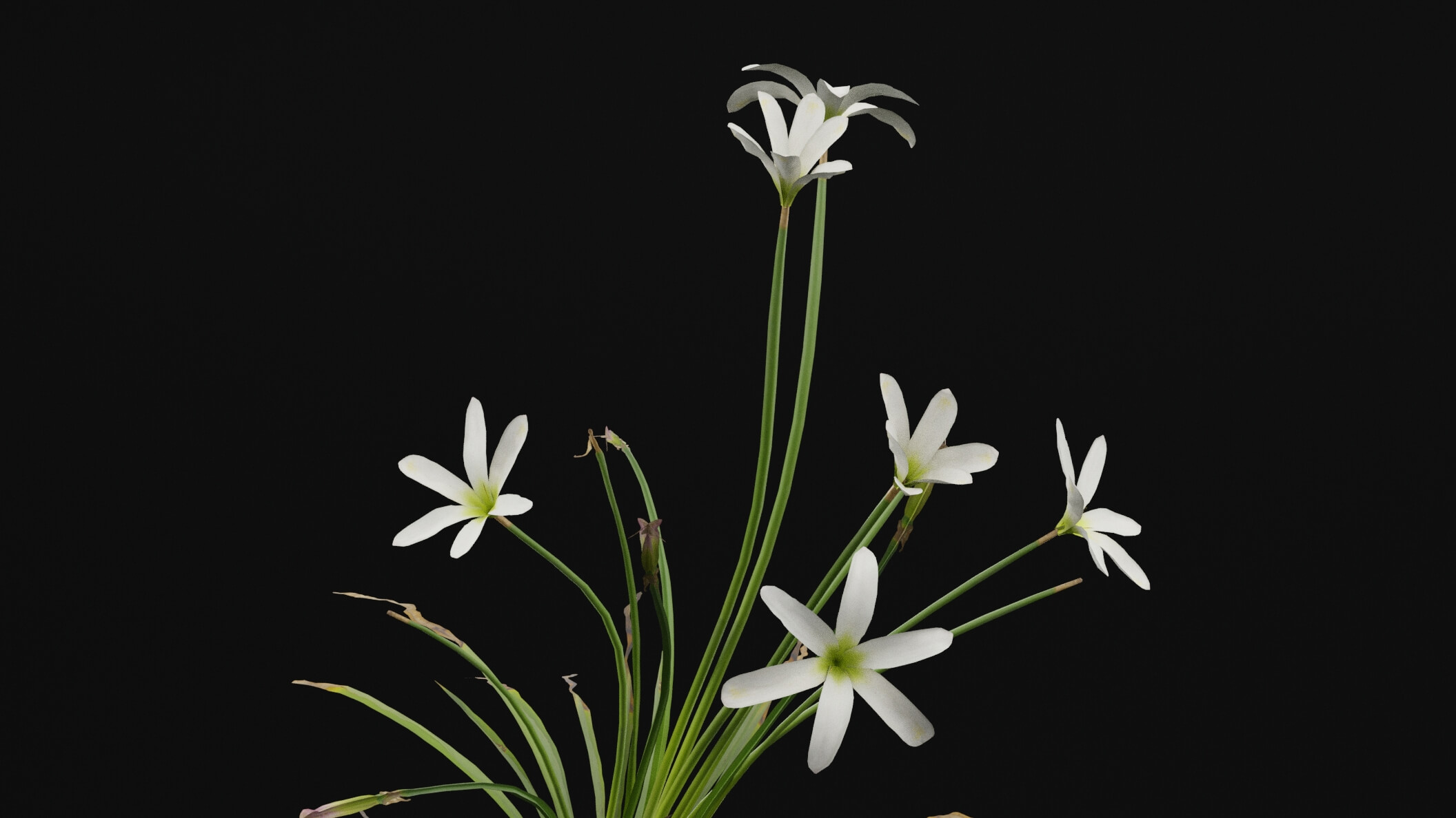 Zephyranthes Candida Plant - 3D Model by Green Lander