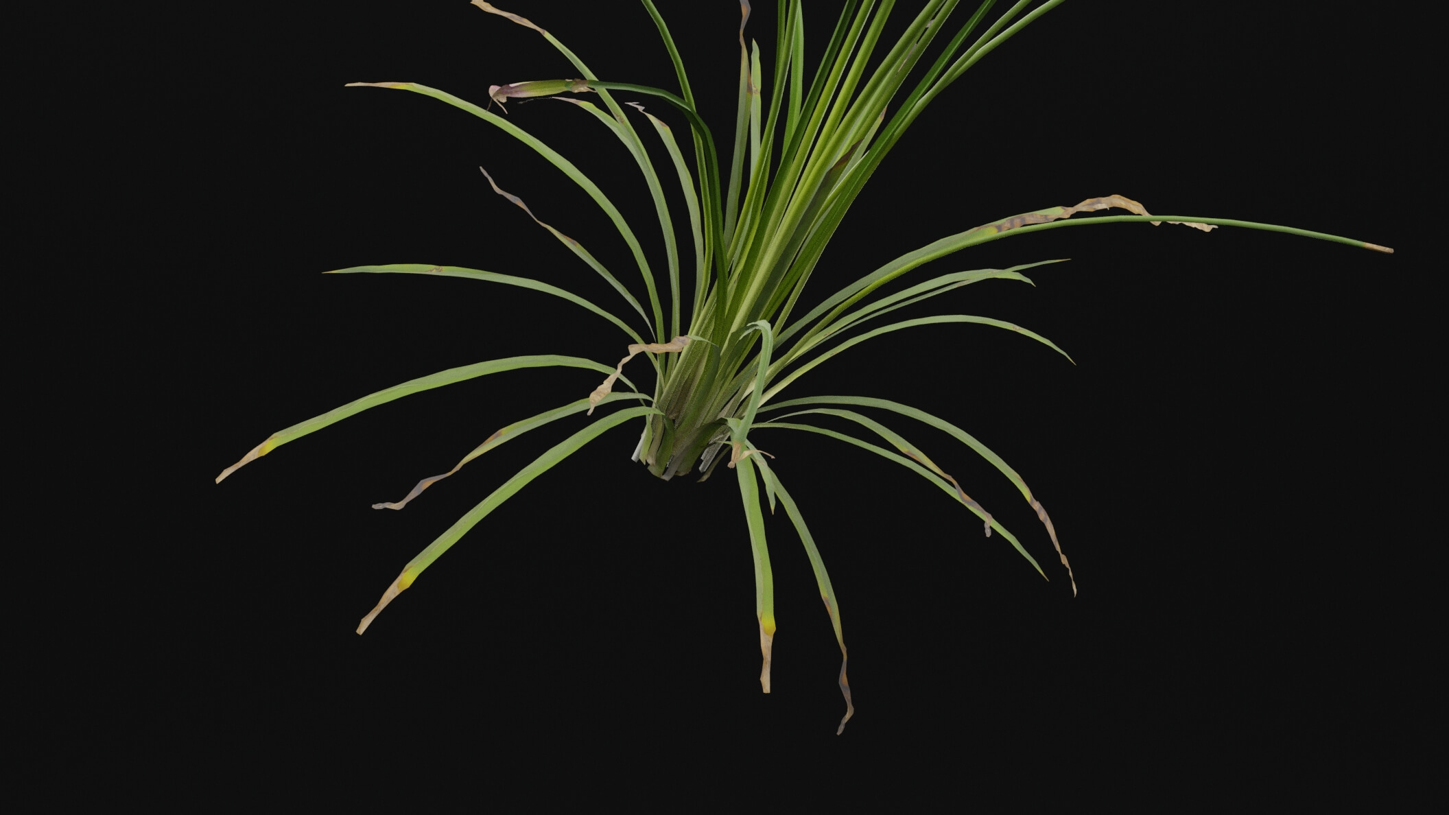 Zephyranthes Candida Plant - 3D Model by Green Lander