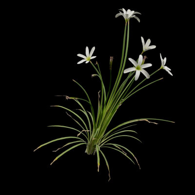 Zephyranthes Candida Plant - 3D Model by Green Lander