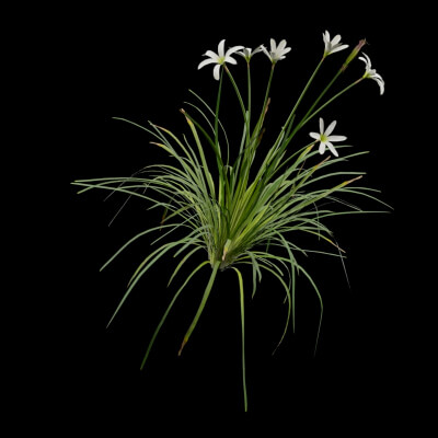 Zephyranthes Candida Plant - 3D Model by Green Lander