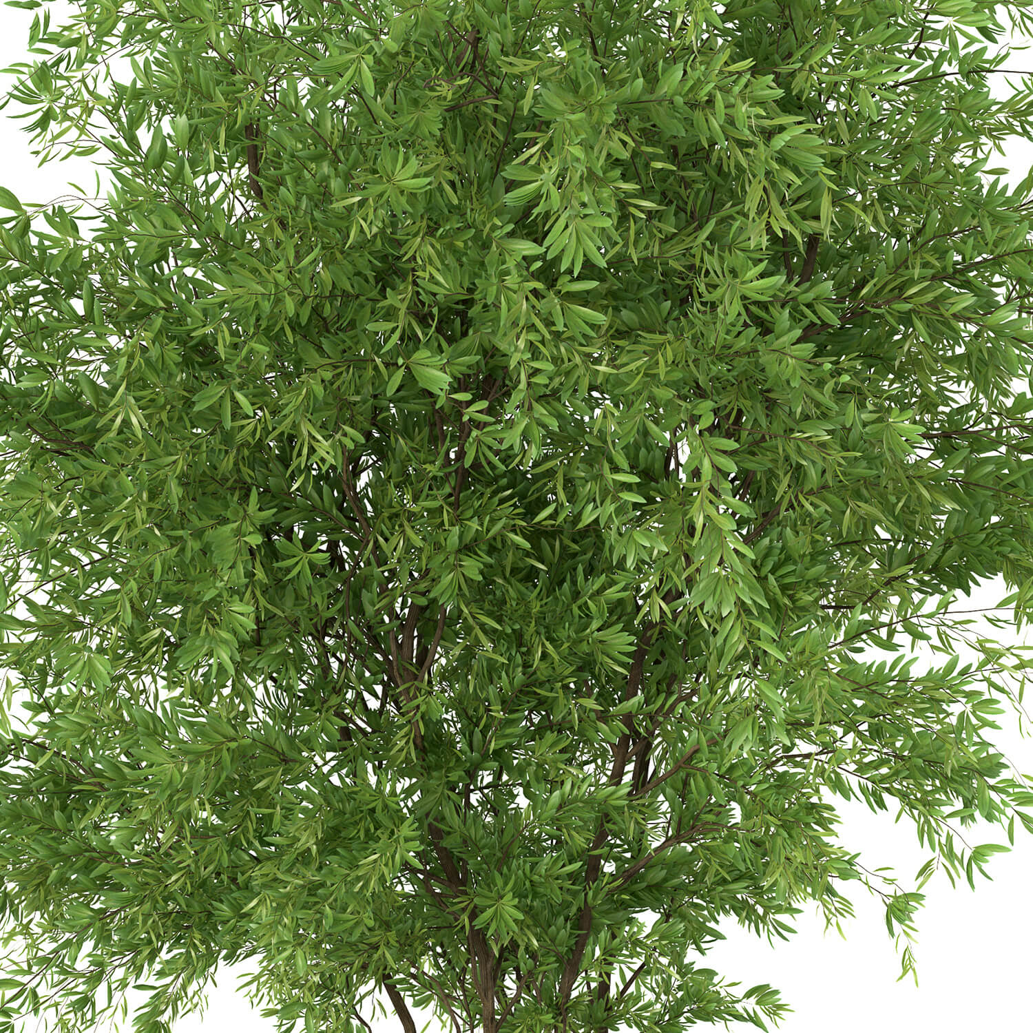 Bouquet - Green Plant 01 3D Model by GreenCG