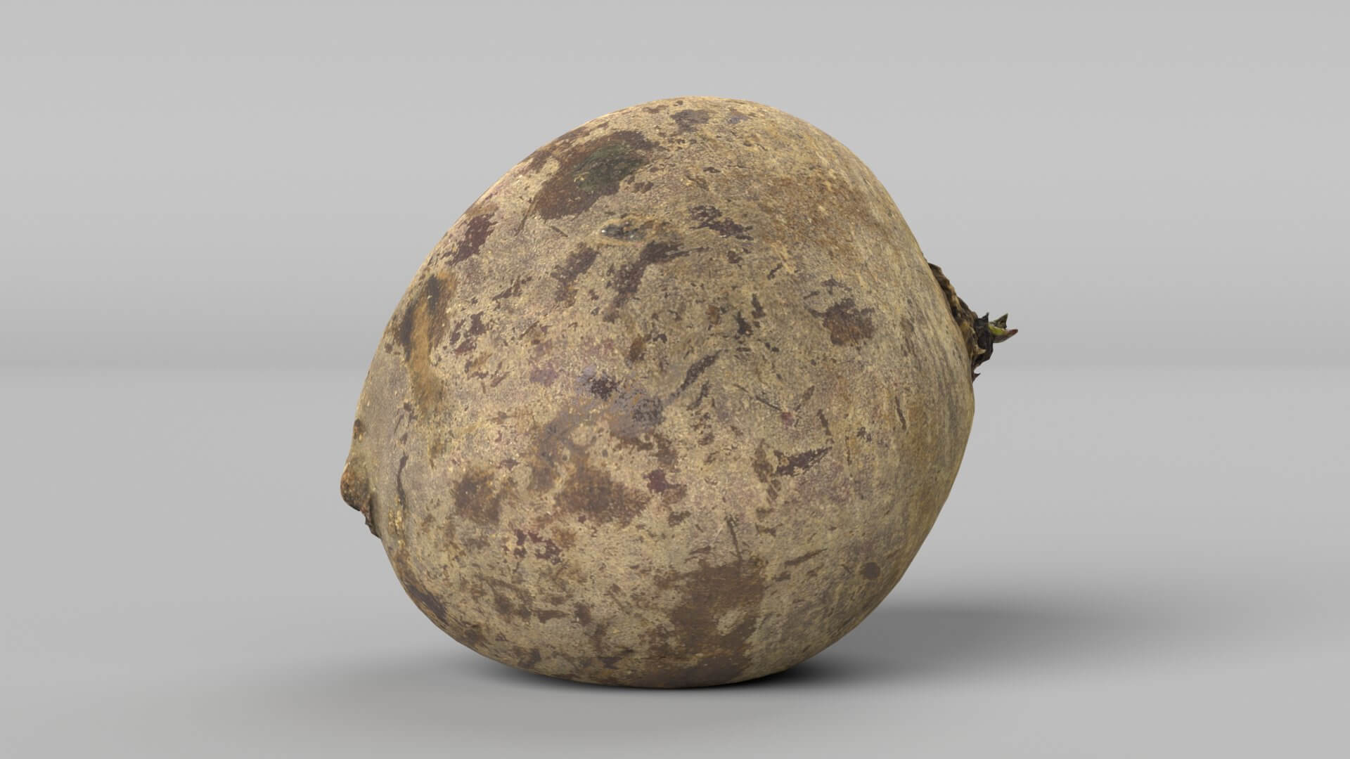 Beetroot - 3D Model by Grishmanovskij Anton