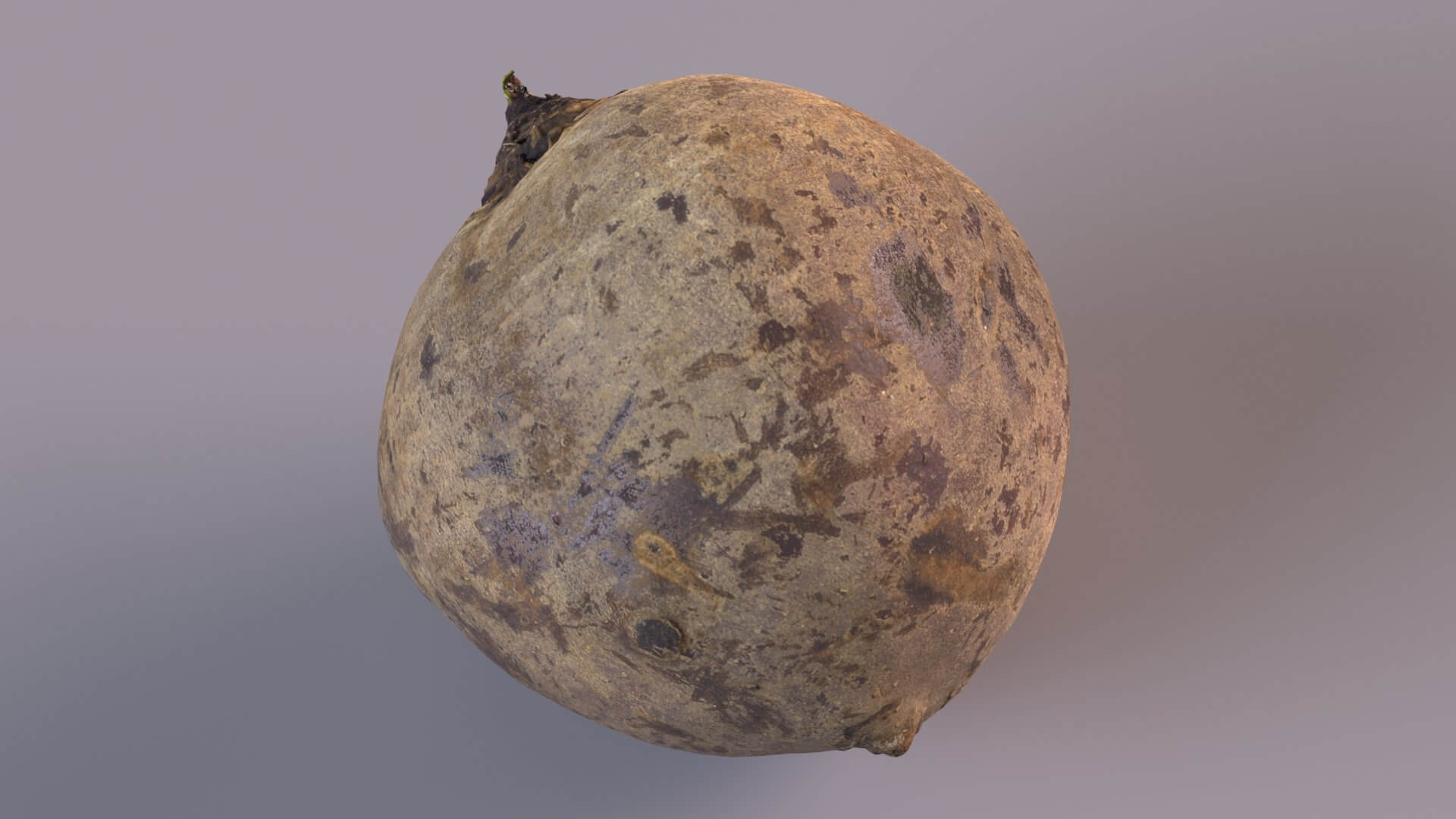 Beetroot - 3D Model by Grishmanovskij Anton