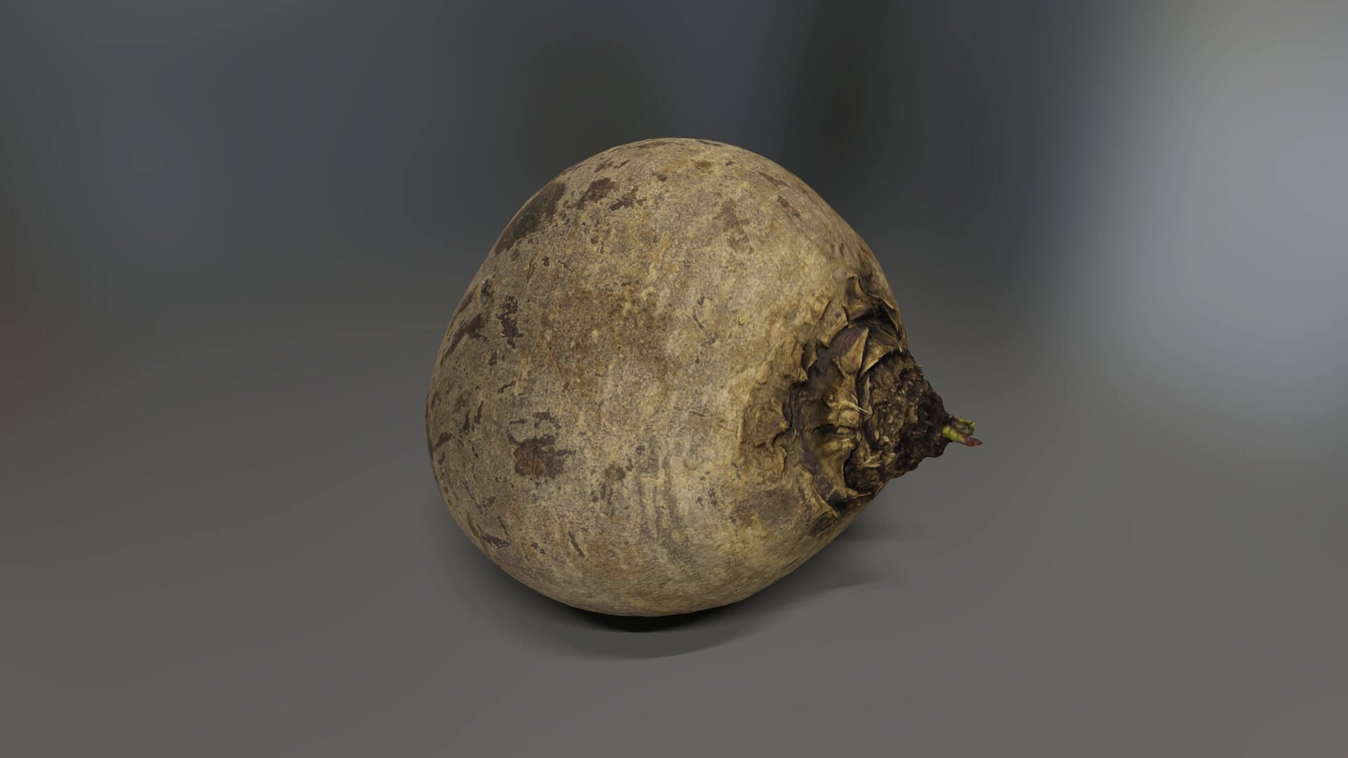 Beetroot - 3D Model by Grishmanovskij Anton