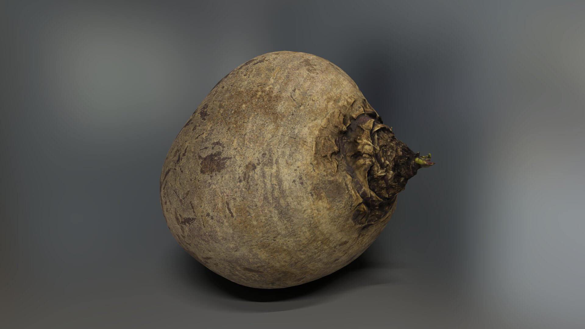 Beetroot - 3D Model by Grishmanovskij Anton