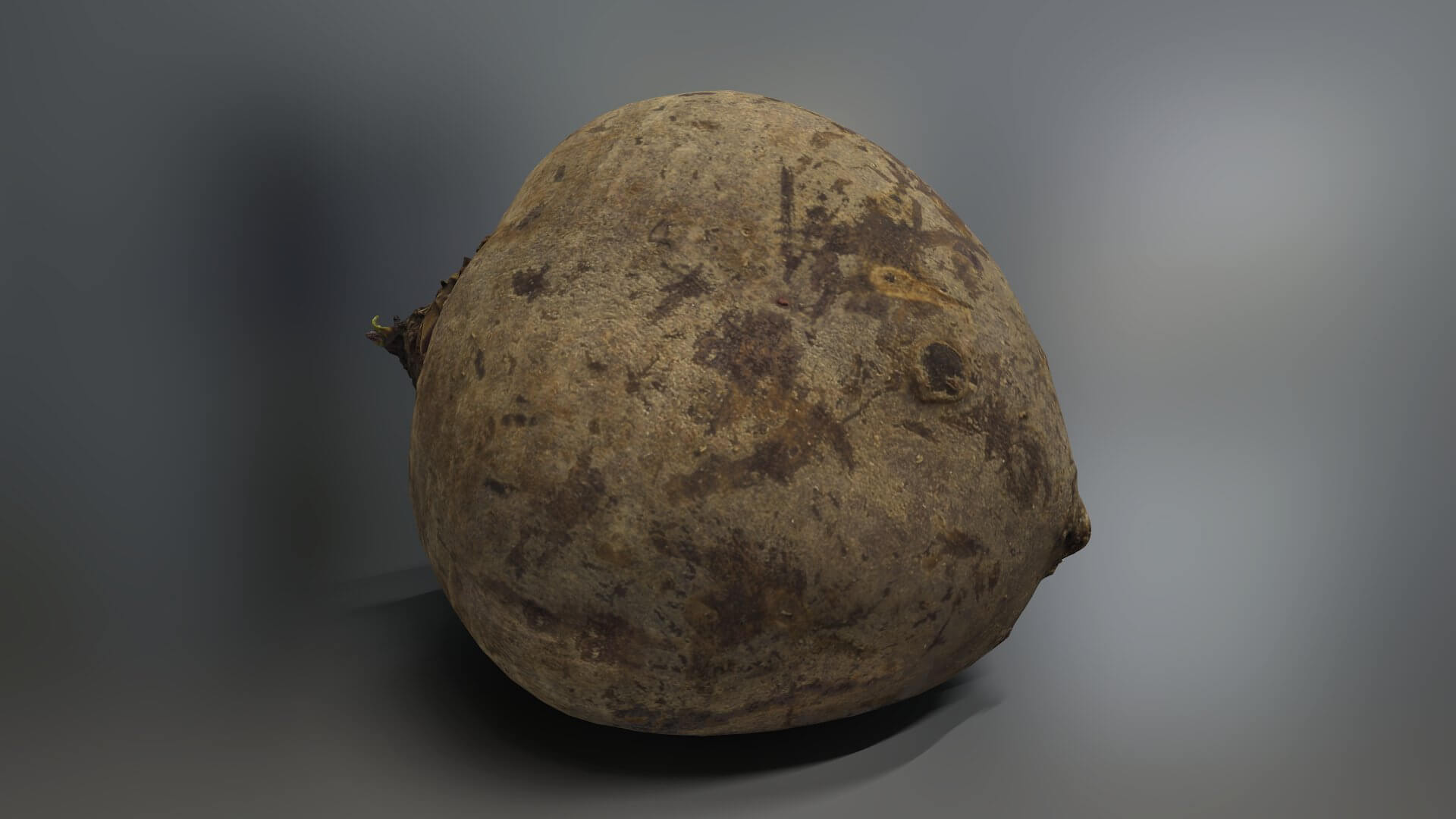 Beetroot - 3D Model by Grishmanovskij Anton
