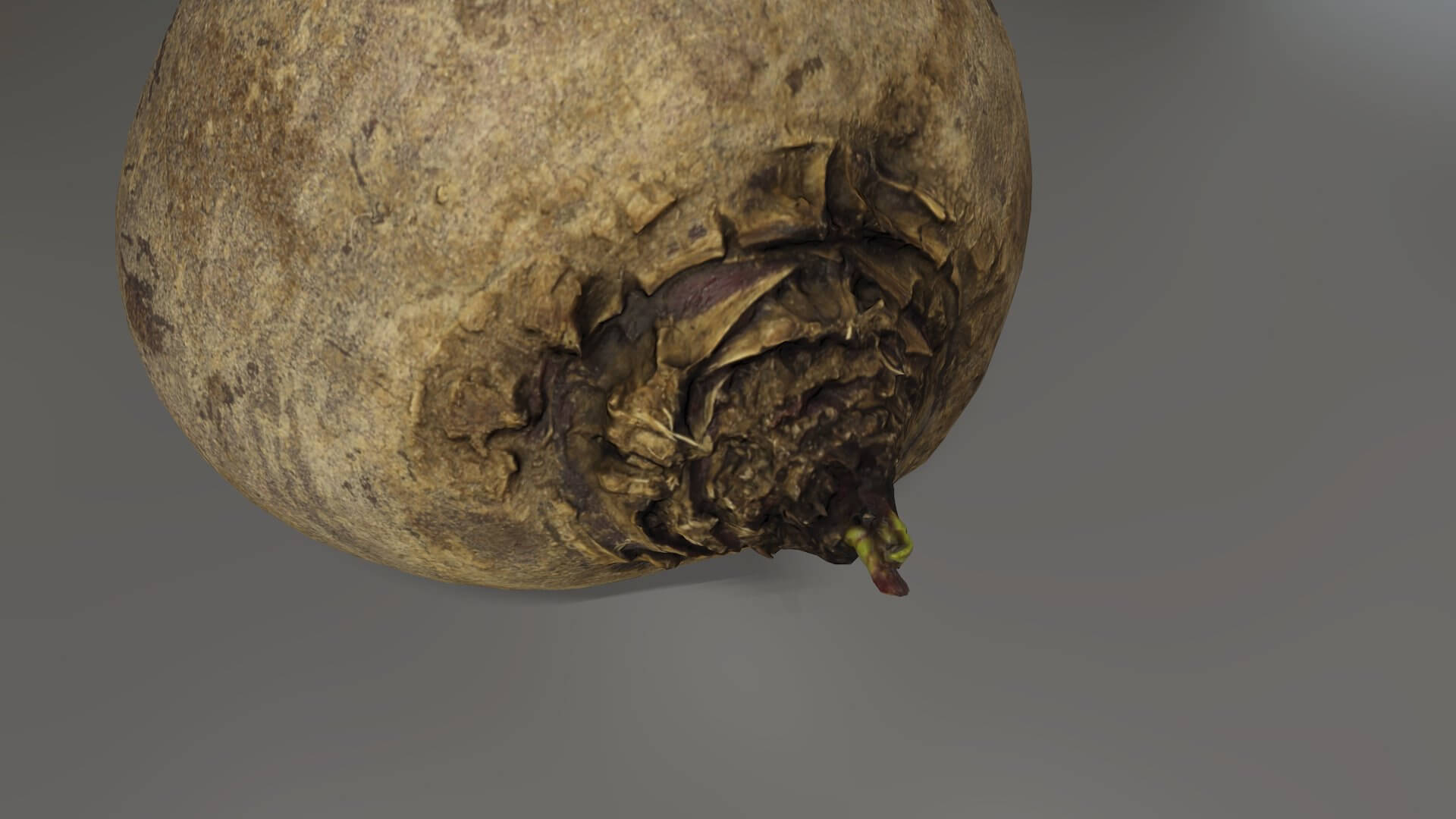 Beetroot - 3D Model by Grishmanovskij Anton