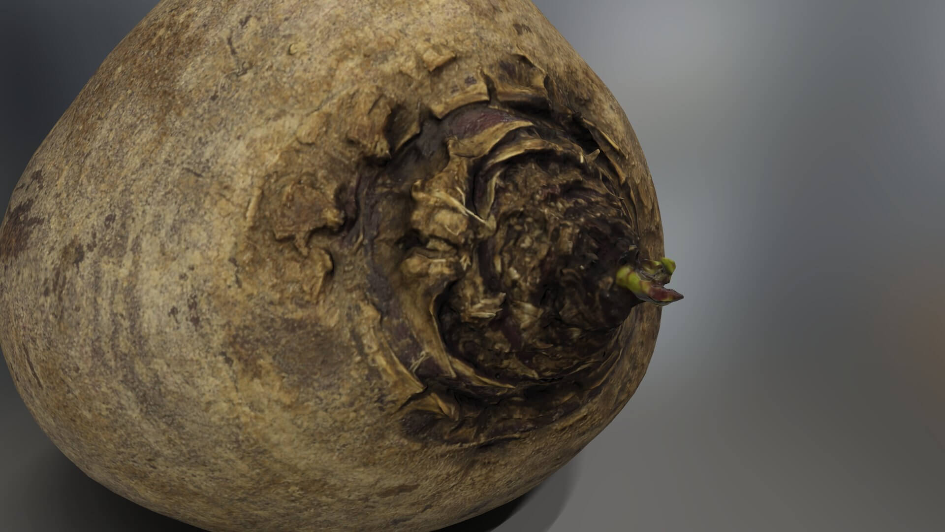 Beetroot - 3D Model by Grishmanovskij Anton