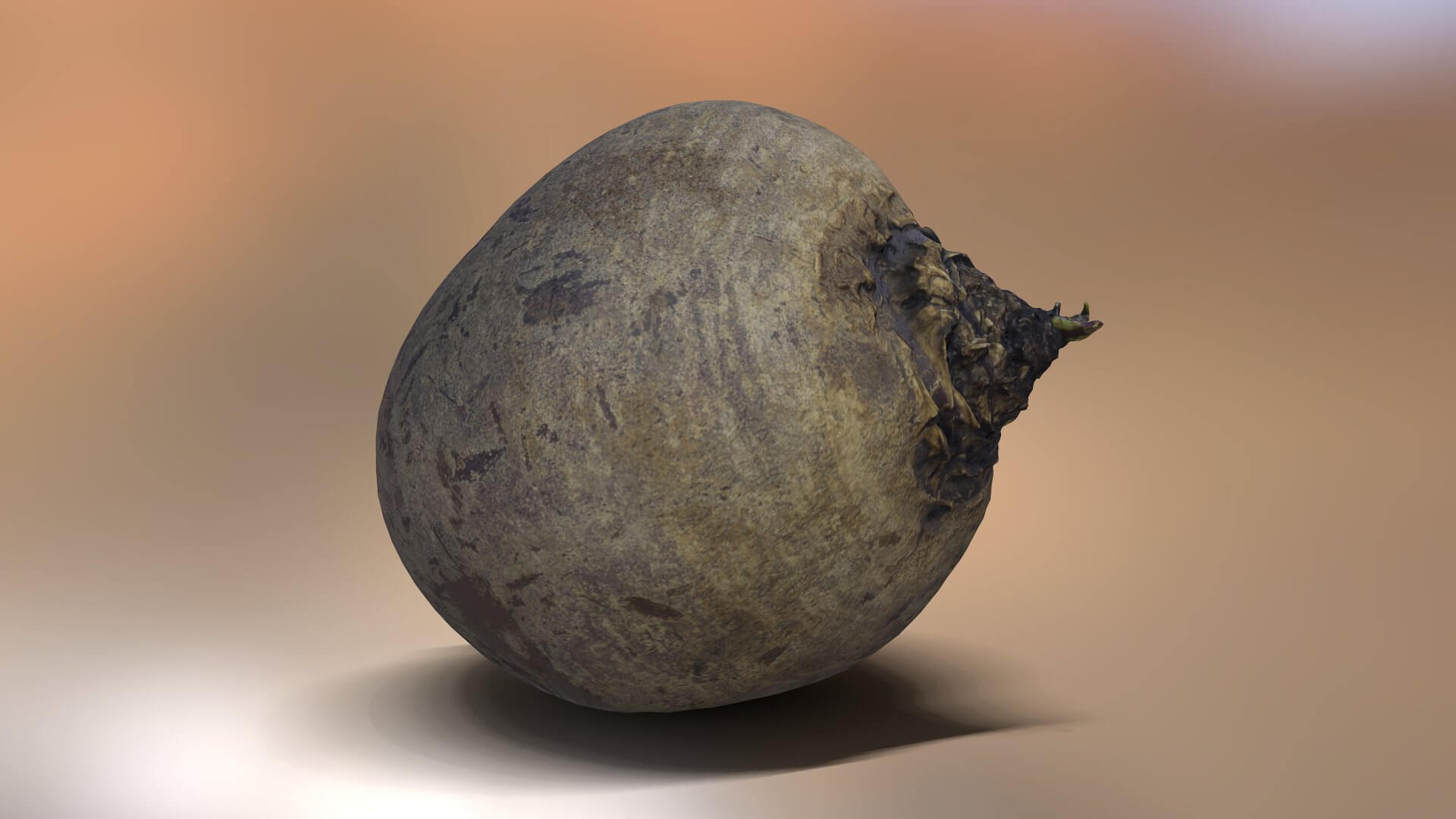 Beetroot - 3D Model by Grishmanovskij Anton