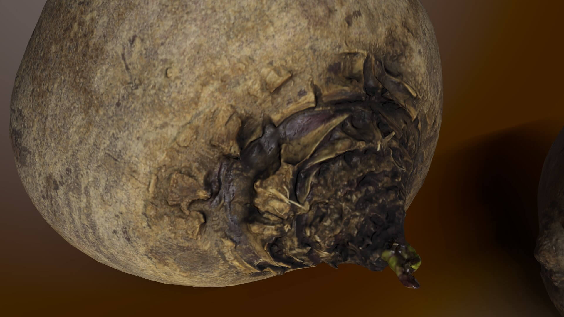 Beetroot - 3D Model by Grishmanovskij Anton