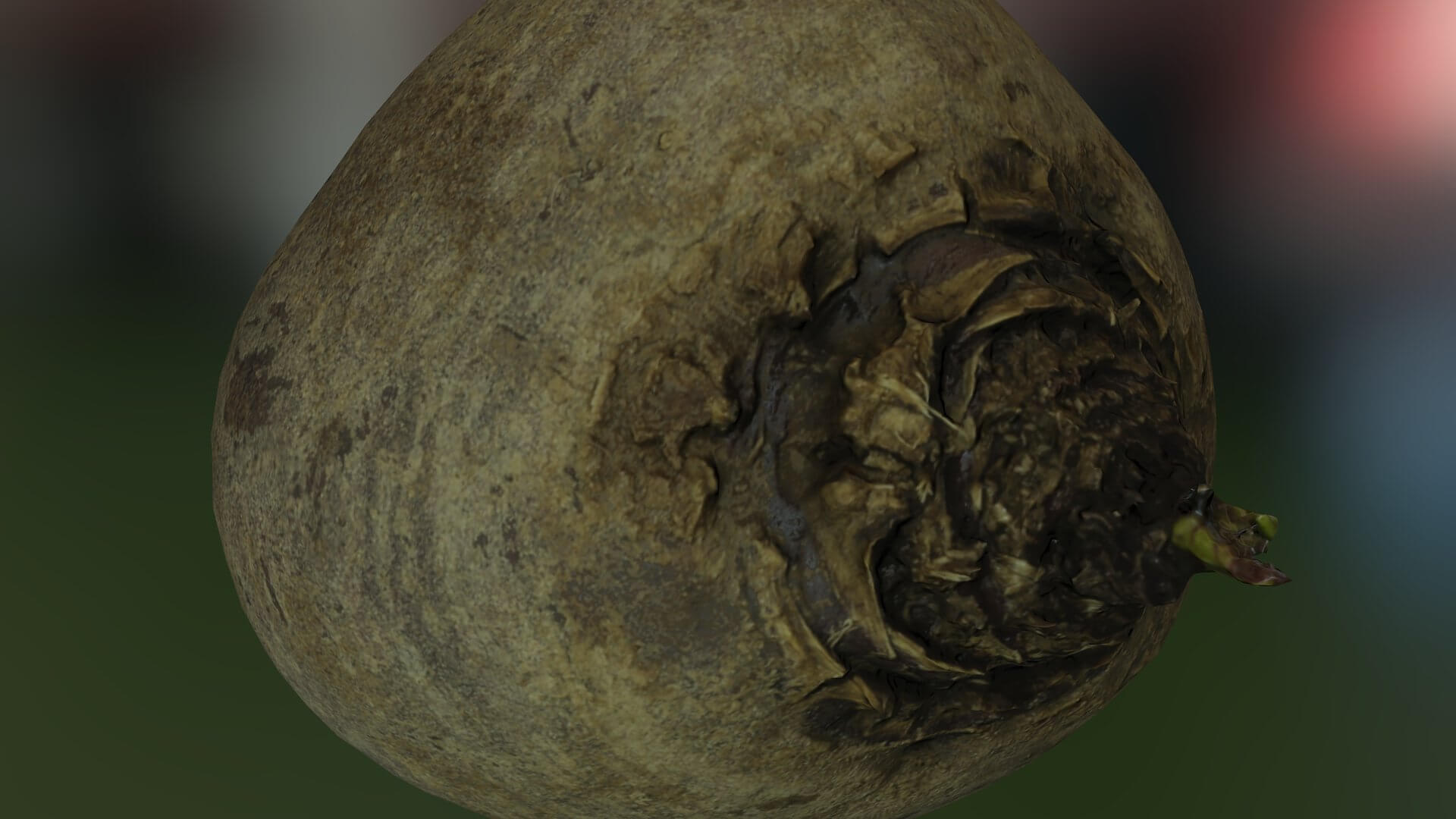 Beetroot - 3D Model by Grishmanovskij Anton