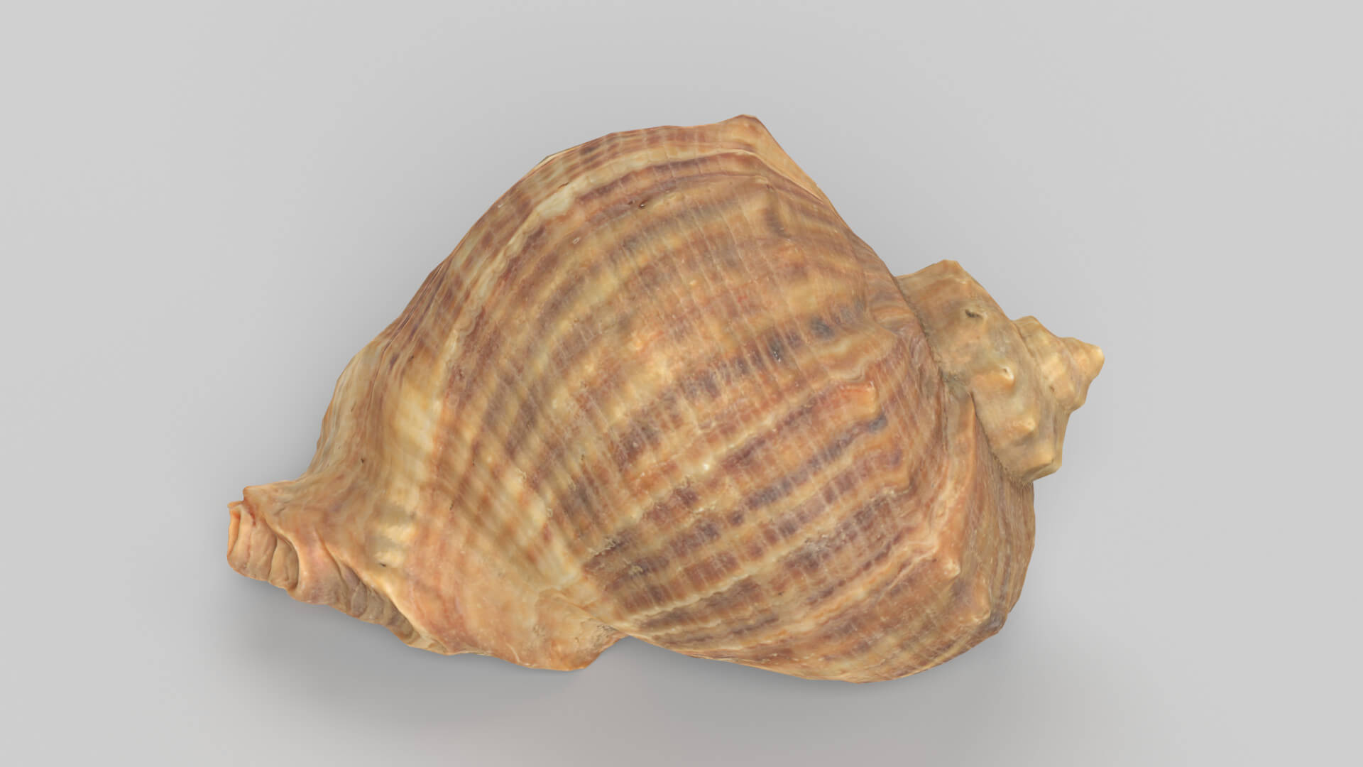 Sea Shell - 3D Model by Grishmanovskij Anton