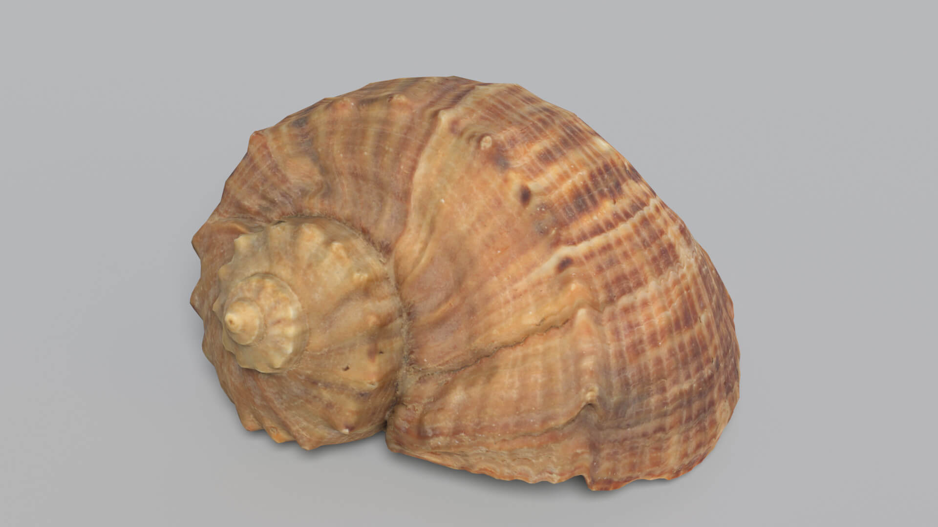 Sea Shell - 3D Model by Grishmanovskij Anton