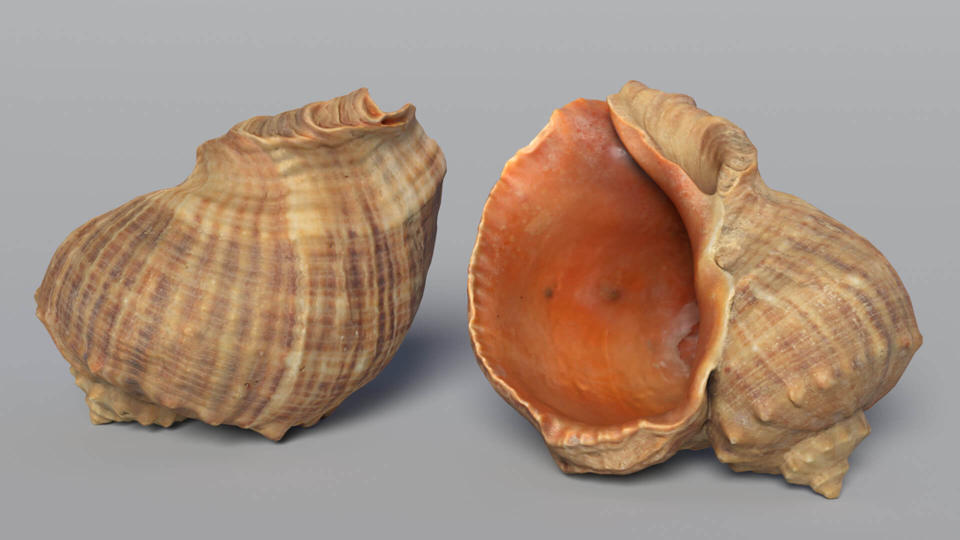 Sea Shell - 3D Model by Grishmanovskij Anton