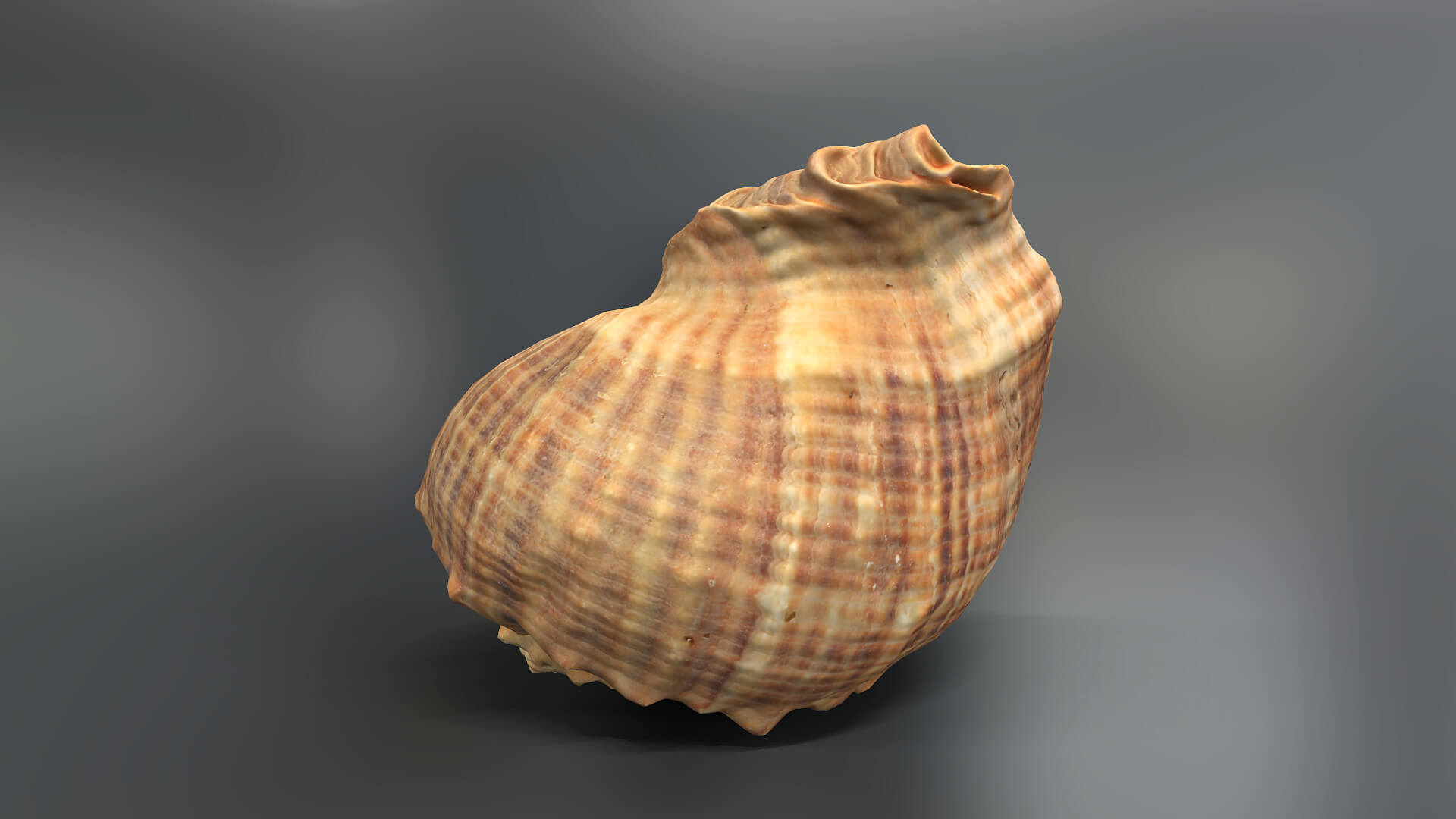 Sea Shell - 3D Model by Grishmanovskij Anton