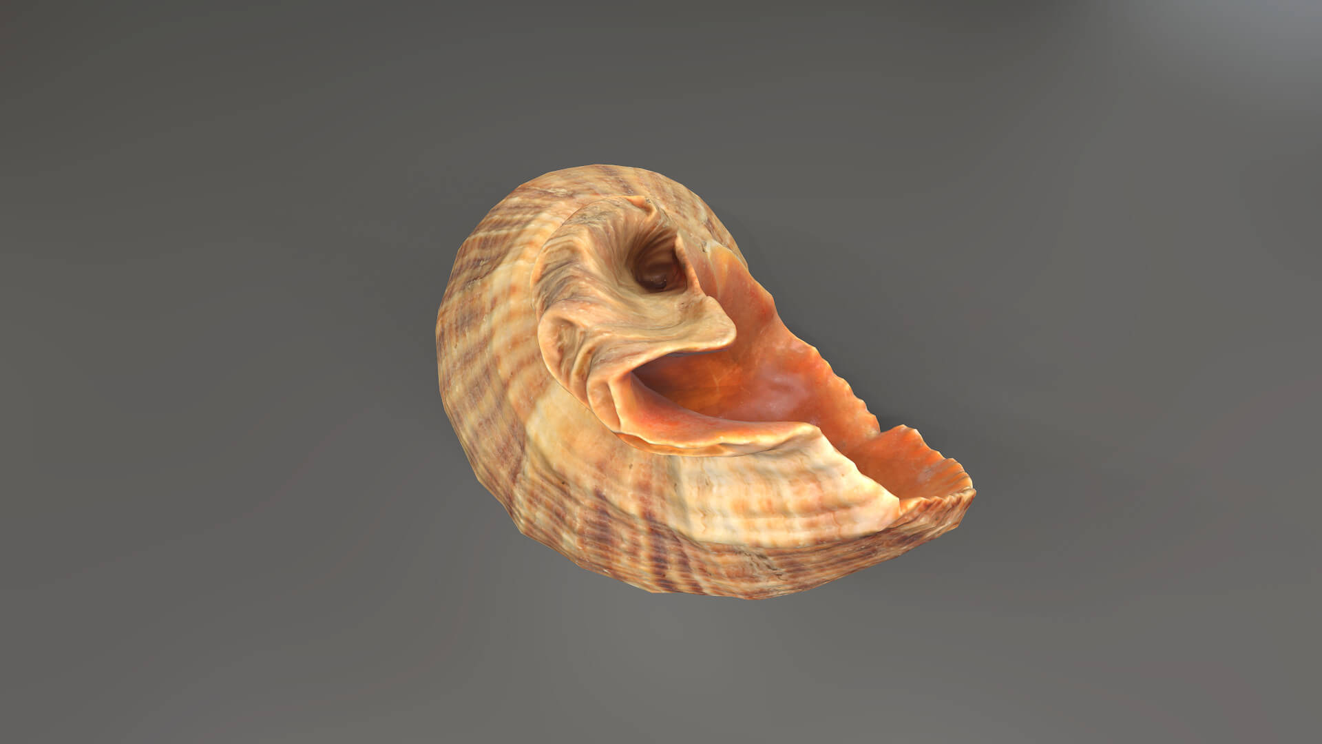 Sea Shell - 3D Model by Grishmanovskij Anton