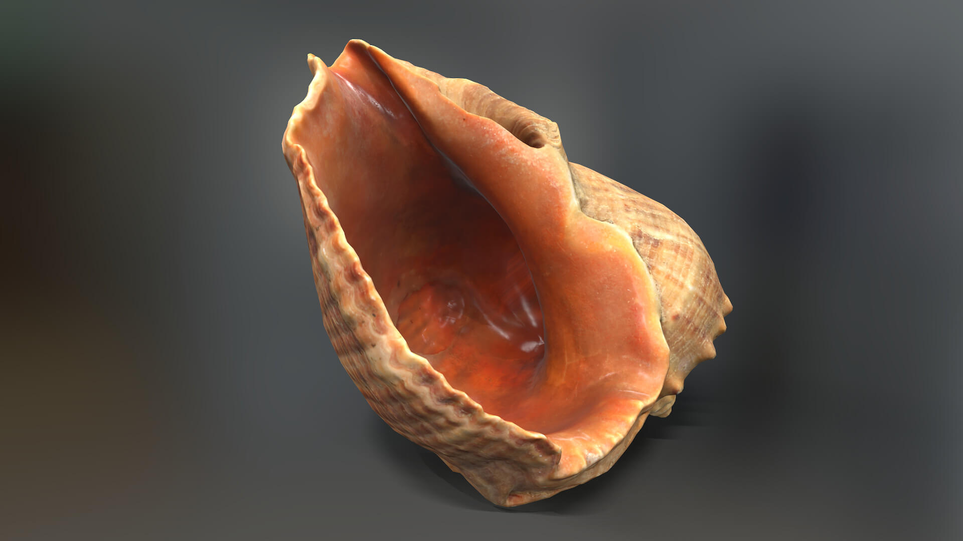 Sea Shell - 3D Model by Grishmanovskij Anton