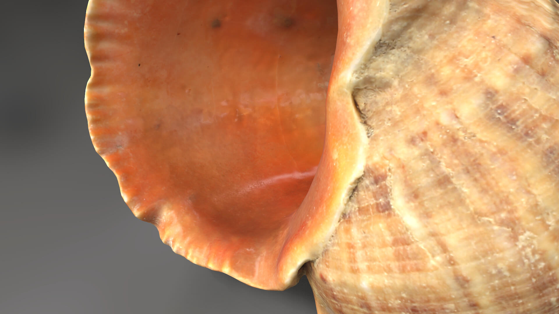 Sea Shell - 3D Model by Grishmanovskij Anton