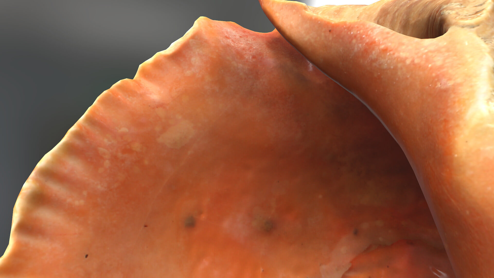 Sea Shell - 3D Model by Grishmanovskij Anton