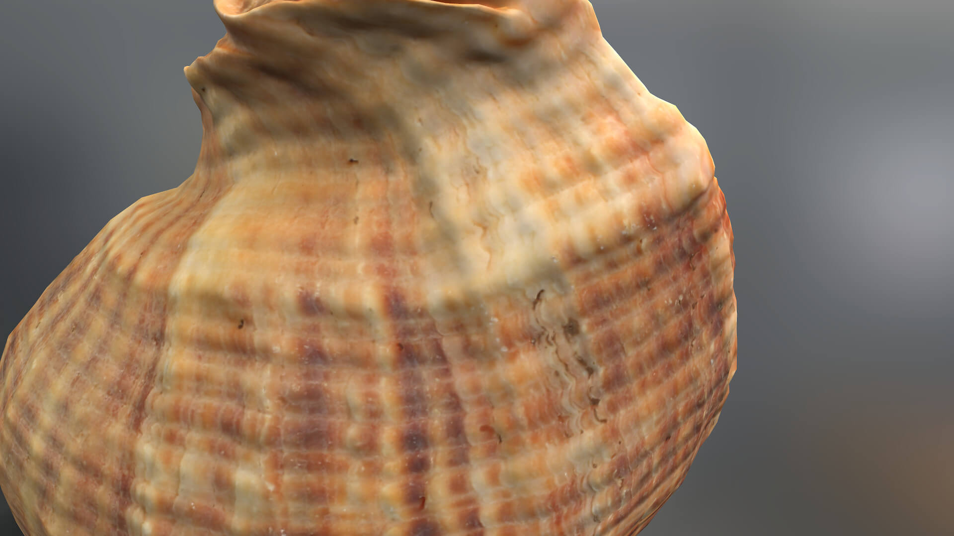 Sea Shell - 3D Model by Grishmanovskij Anton