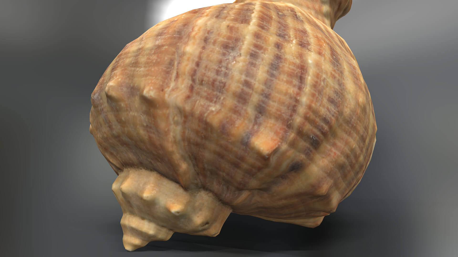 Sea Shell - 3D Model by Grishmanovskij Anton