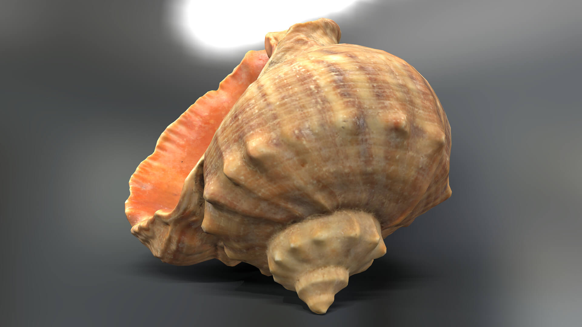 Sea Shell - 3D Model by Grishmanovskij Anton