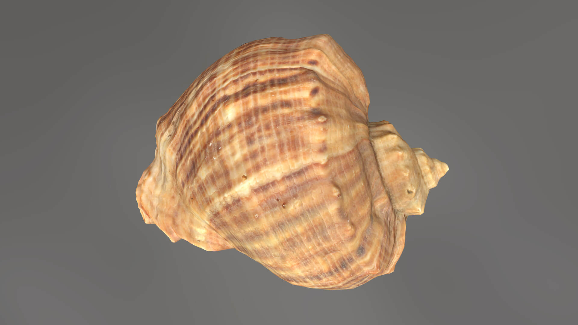 Sea Shell - 3D Model by Grishmanovskij Anton