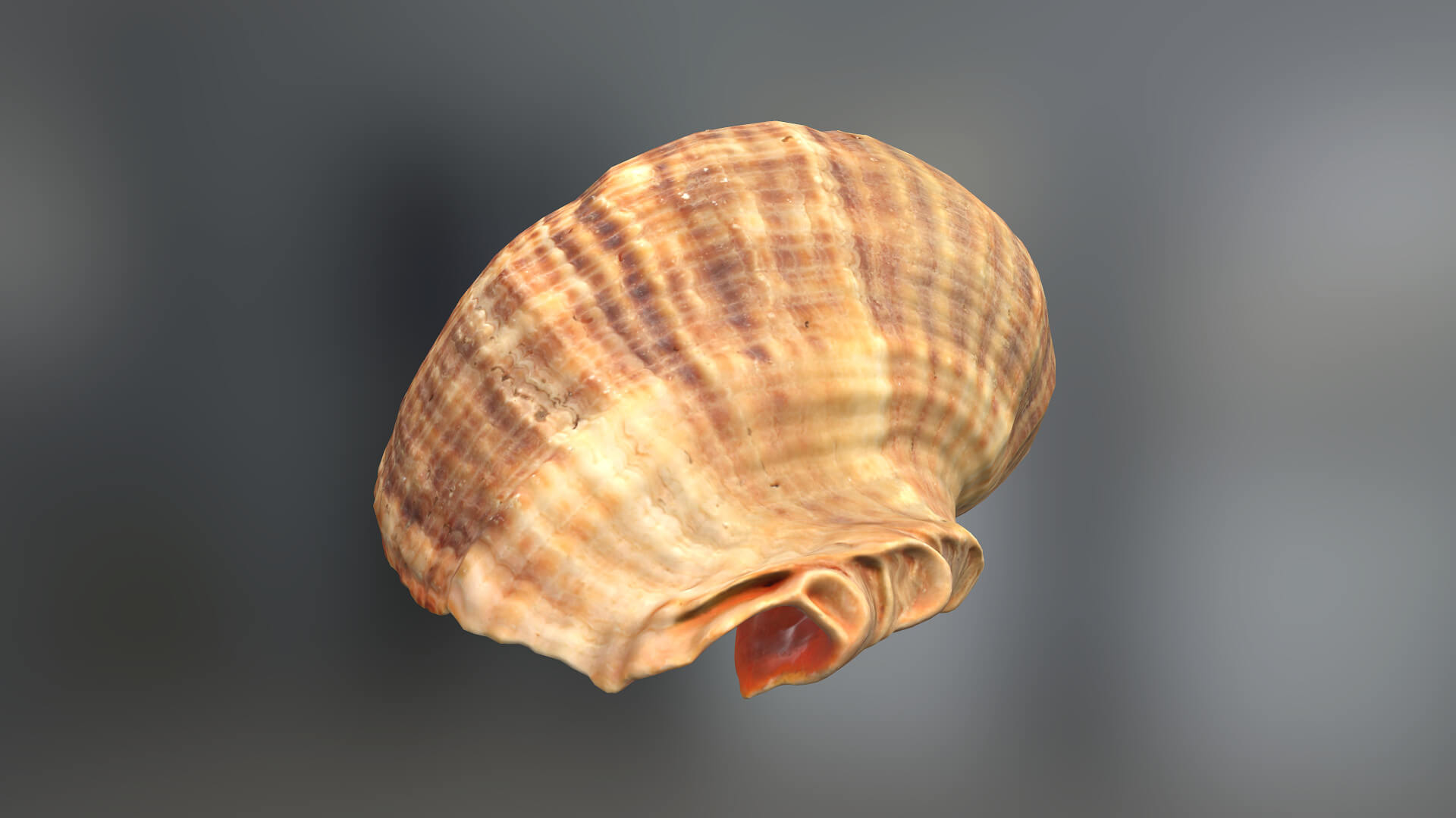 Sea Shell - 3D Model by Grishmanovskij Anton