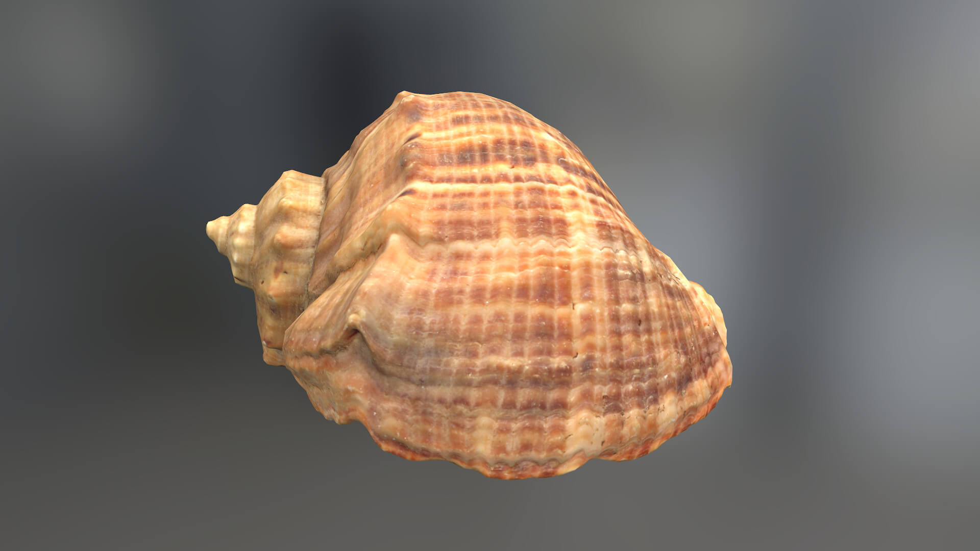 Sea Shell - 3D Model by Grishmanovskij Anton