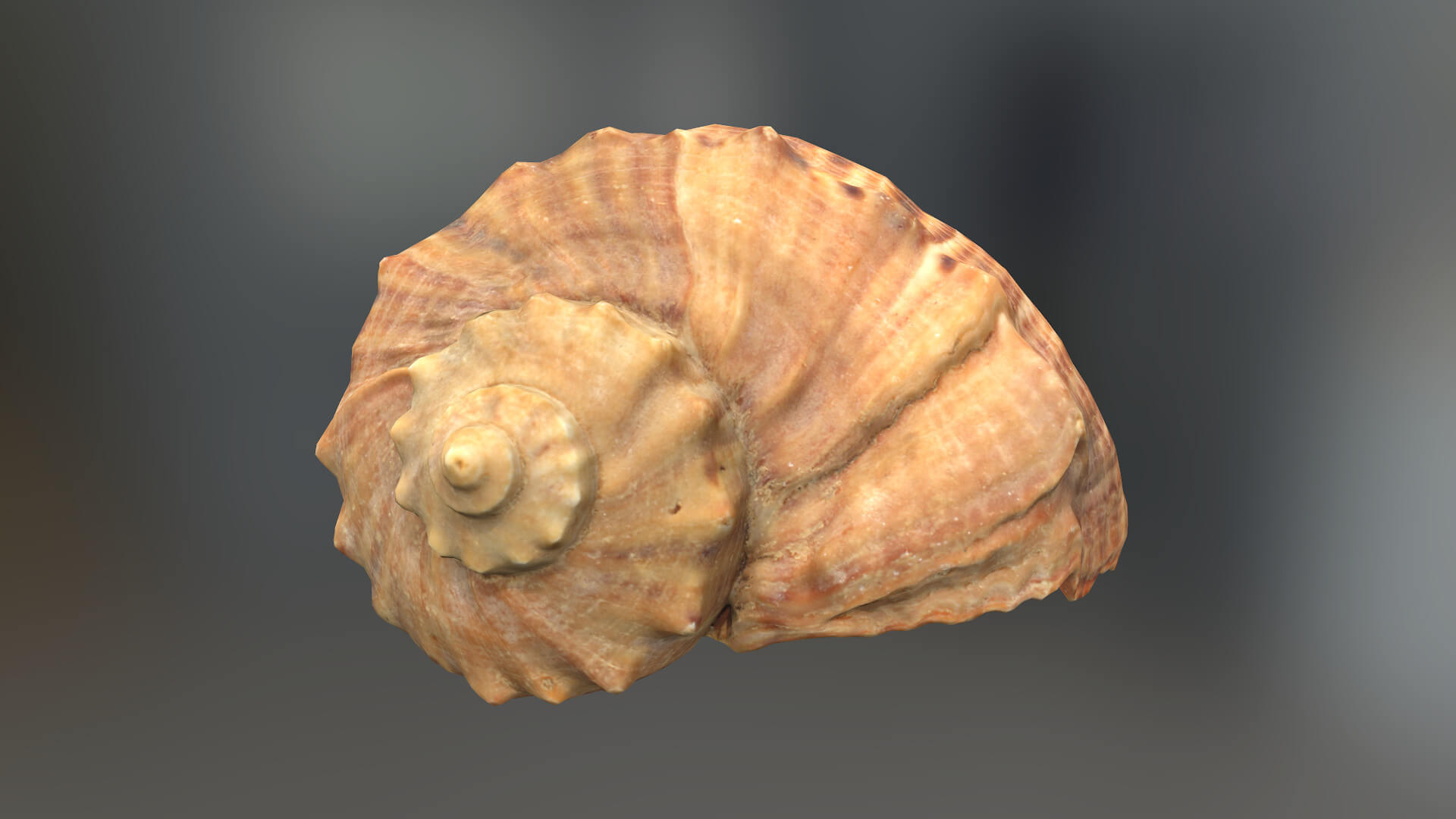 Sea Shell - 3D Model by Grishmanovskij Anton