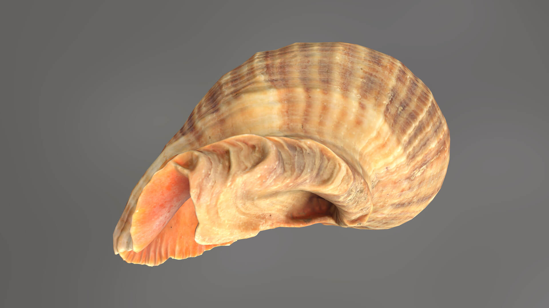 Sea Shell - 3D Model by Grishmanovskij Anton