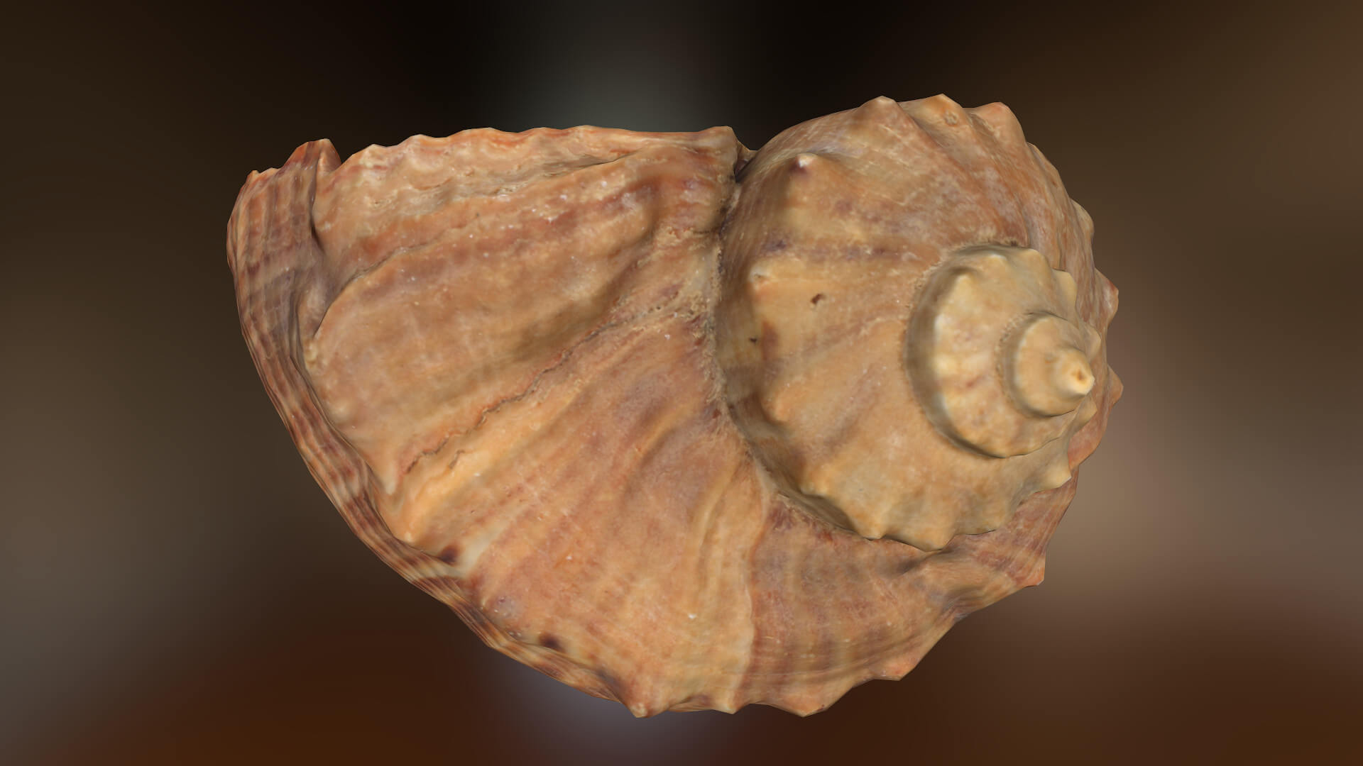 Sea Shell - 3D Model by Grishmanovskij Anton