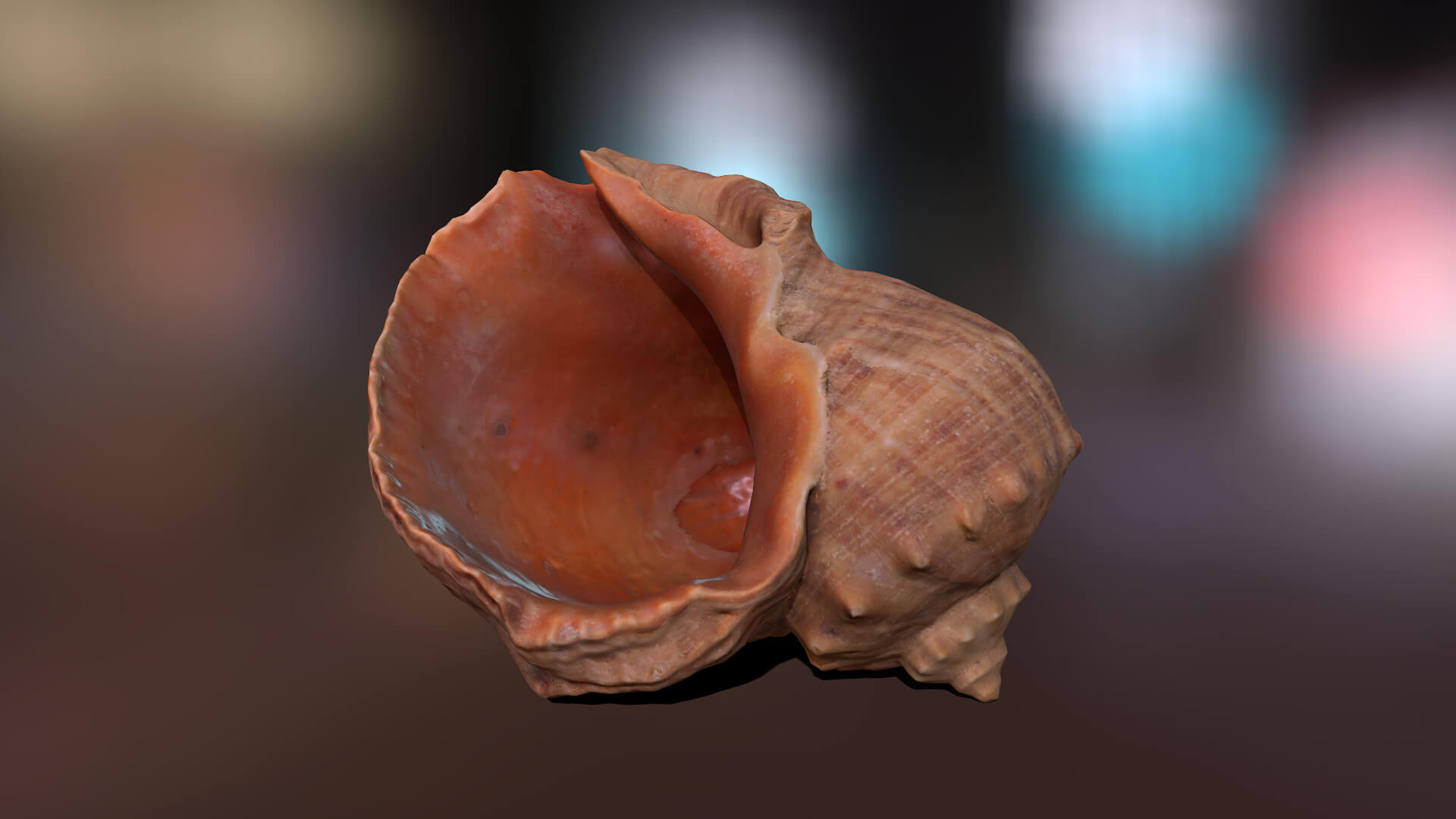 Sea Shell - 3D Model by Grishmanovskij Anton