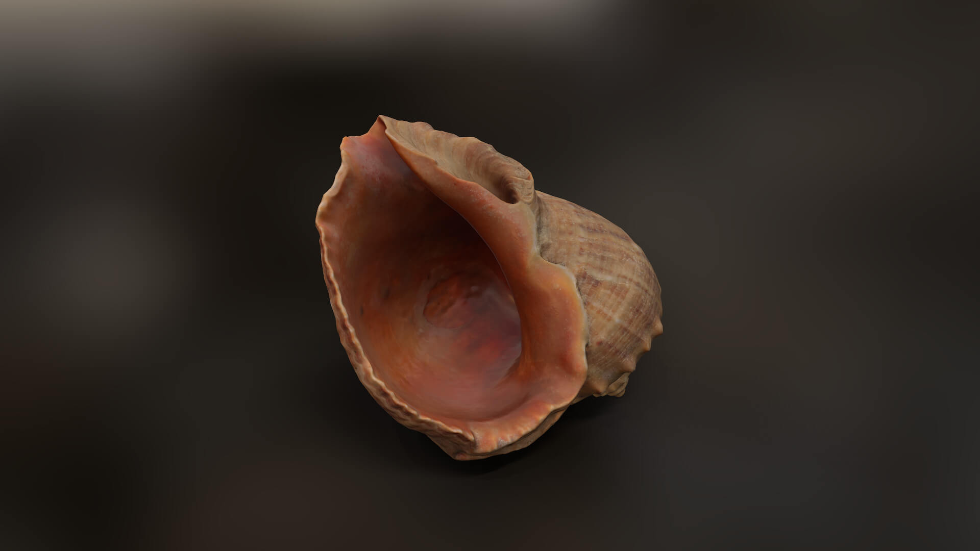 Sea Shell - 3D Model by Grishmanovskij Anton