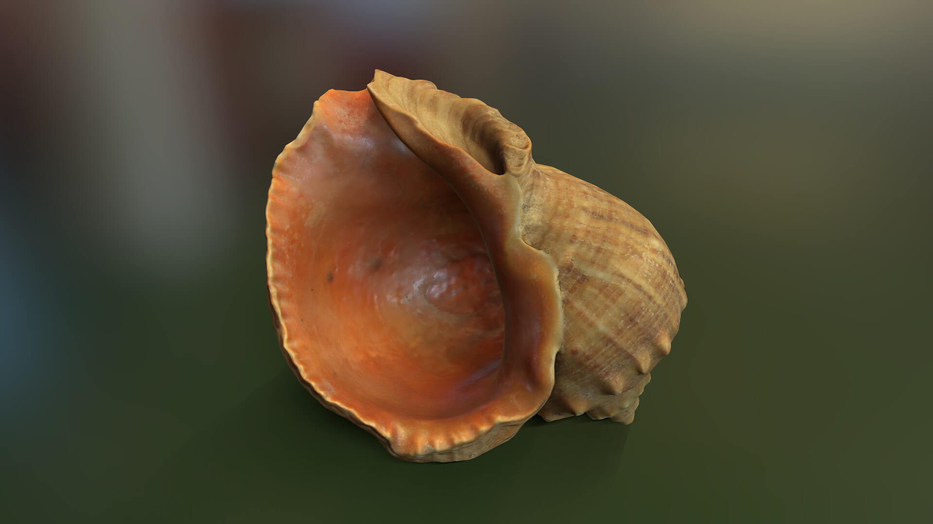 Sea Shell - 3D Model by Grishmanovskij Anton