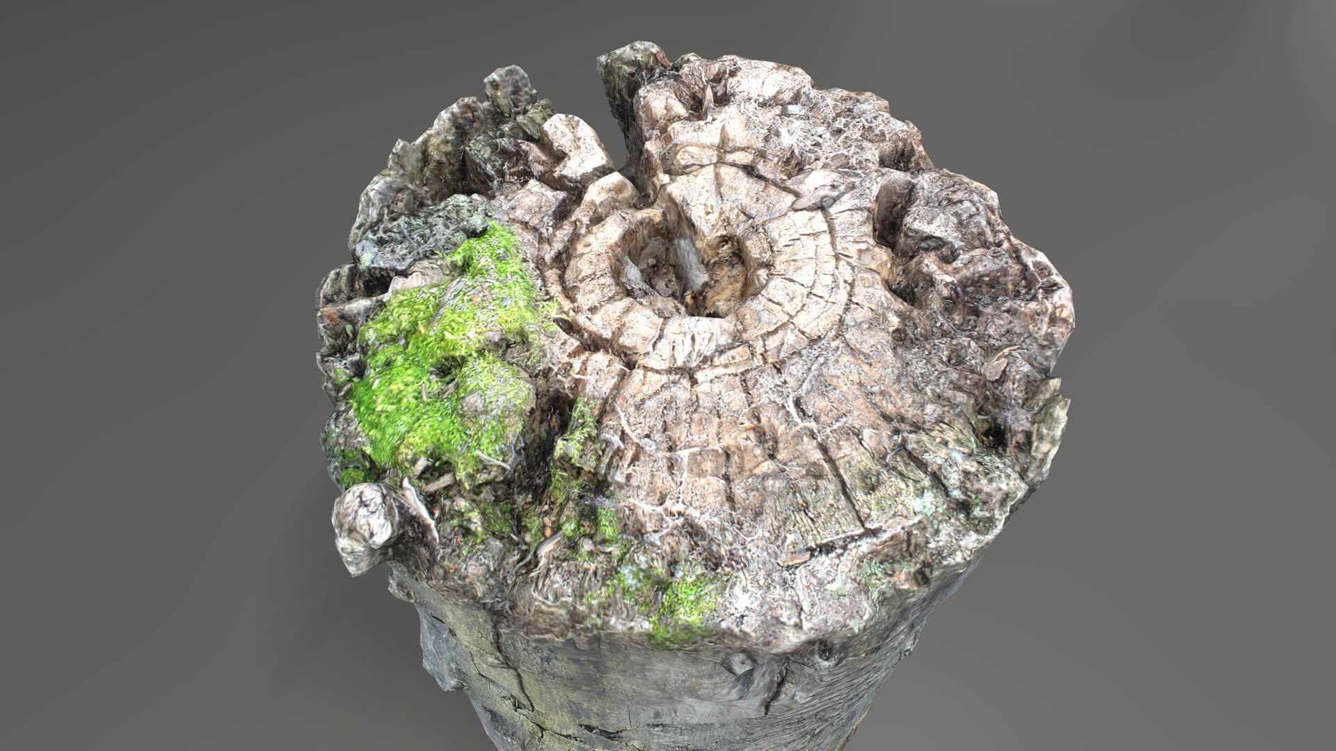 Tree Stump V2 - 3D Model by Grishmanovskij Anton
