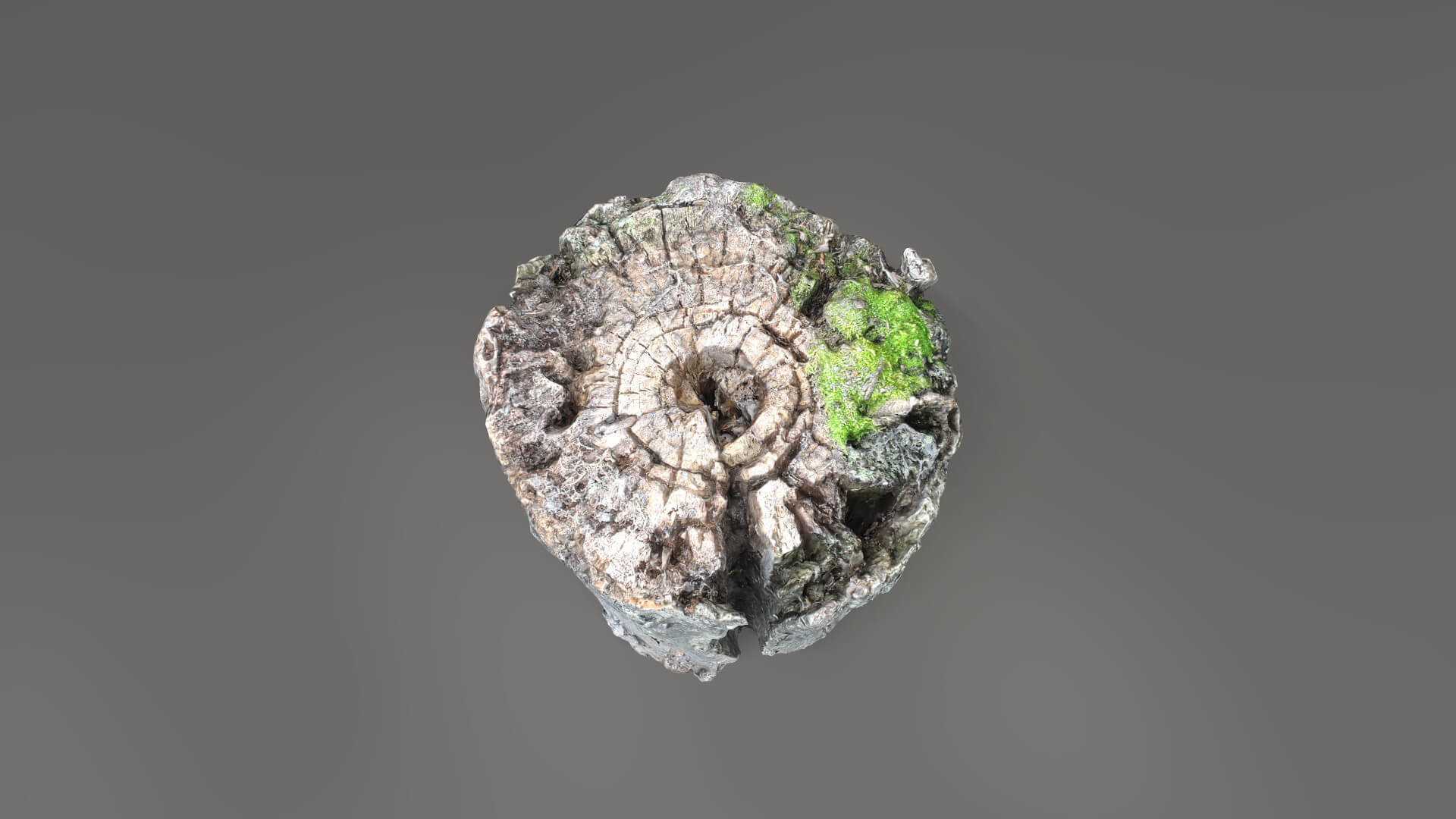 Tree Stump V2 - 3D Model by Grishmanovskij Anton