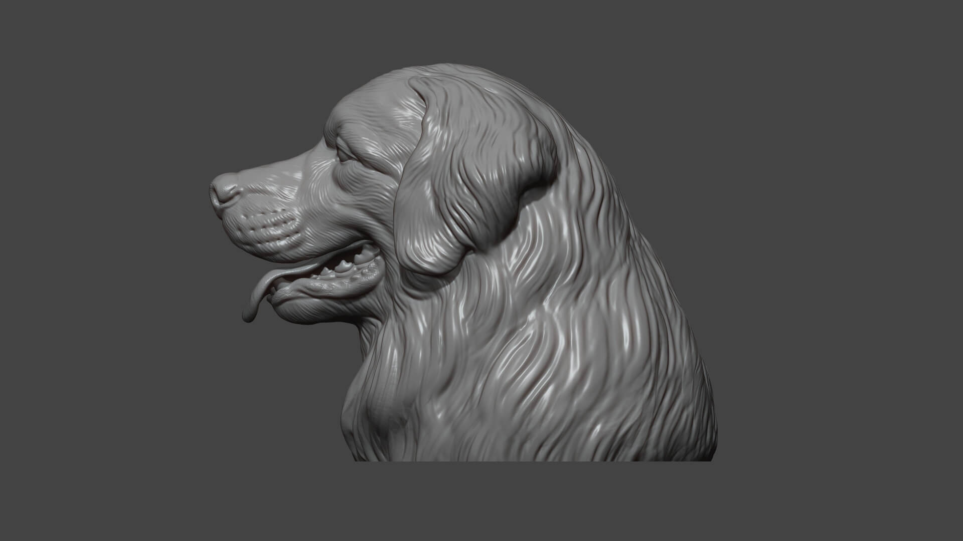 Bernese Mountain Dog - 3D Model by guninnik81