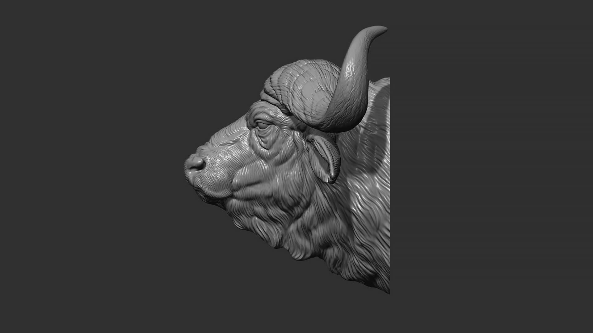 Buffalo Shaggy Head - 3D Model by guninnik81