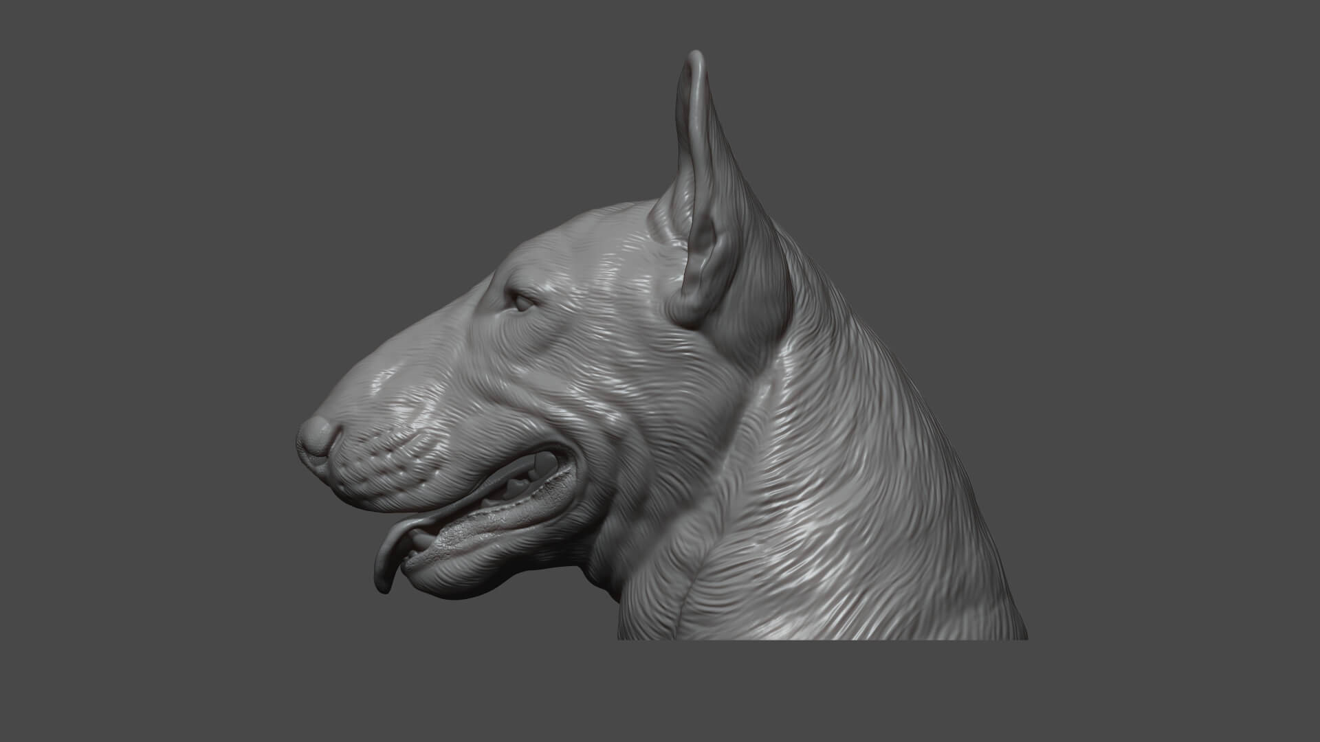 Bull Terrier Head - 3D Model by guninnik81