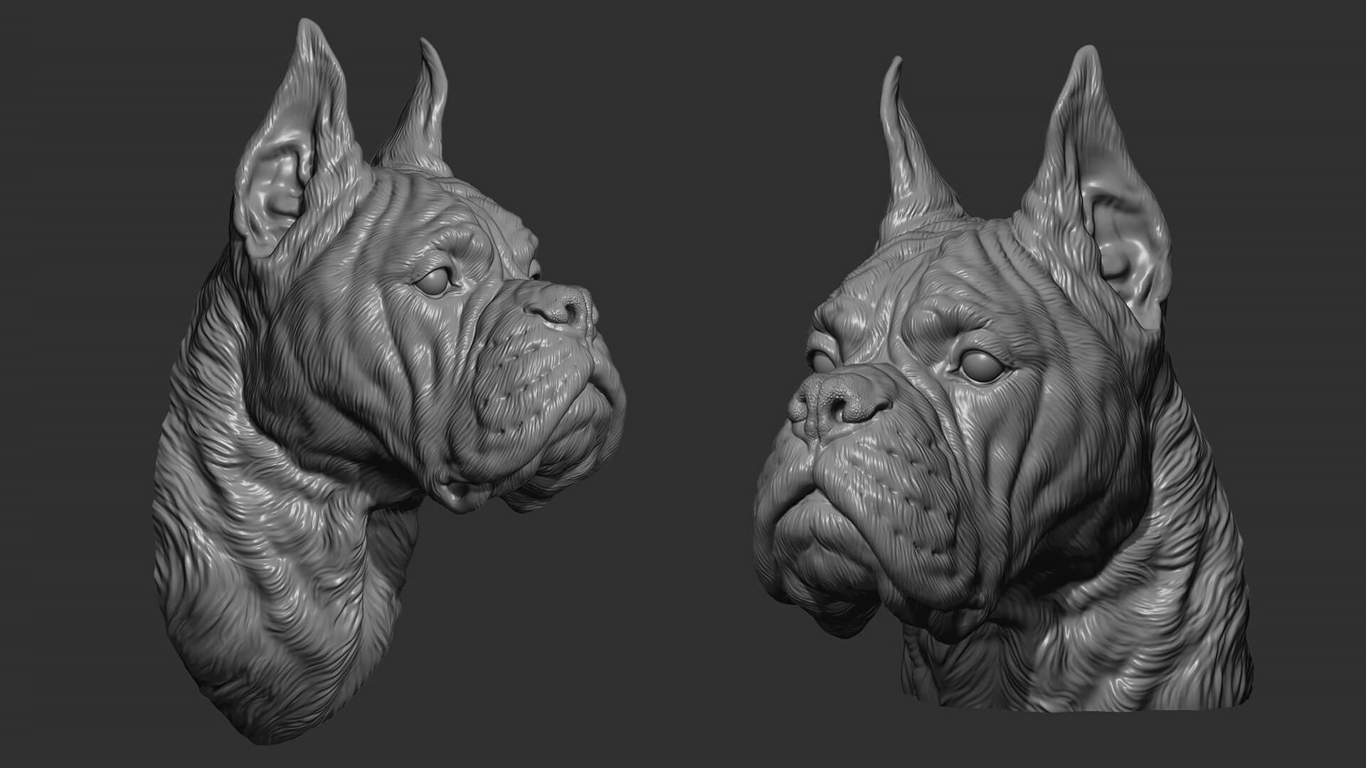 Deutscher Boxer Head - 3D Print Model by guninnik81