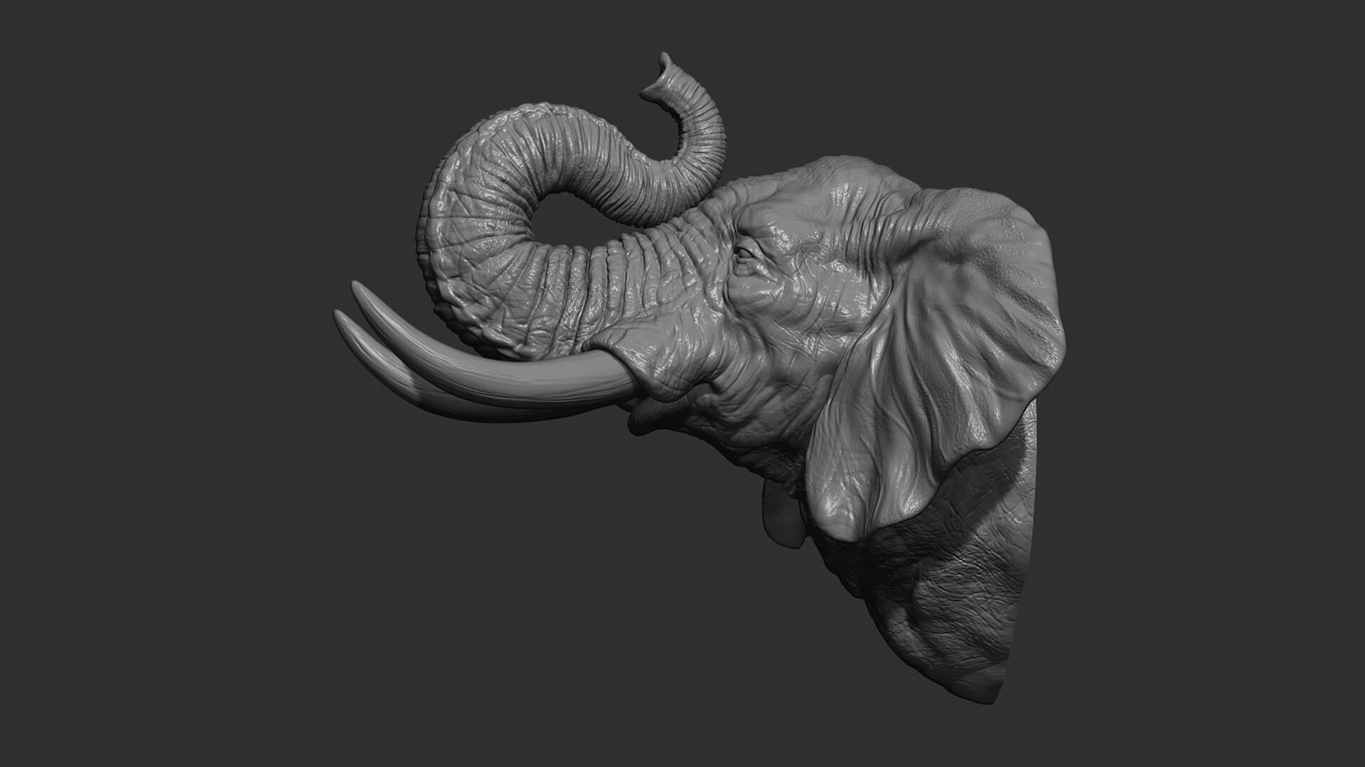 Indian Elephant Head Trunk Up