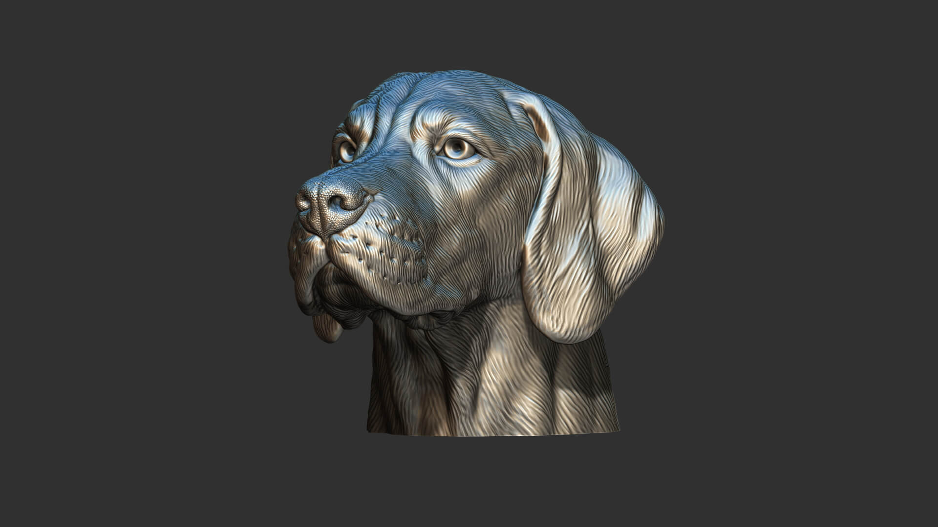 Hungarian Vizsla Dog - 3D Model by guninnik81