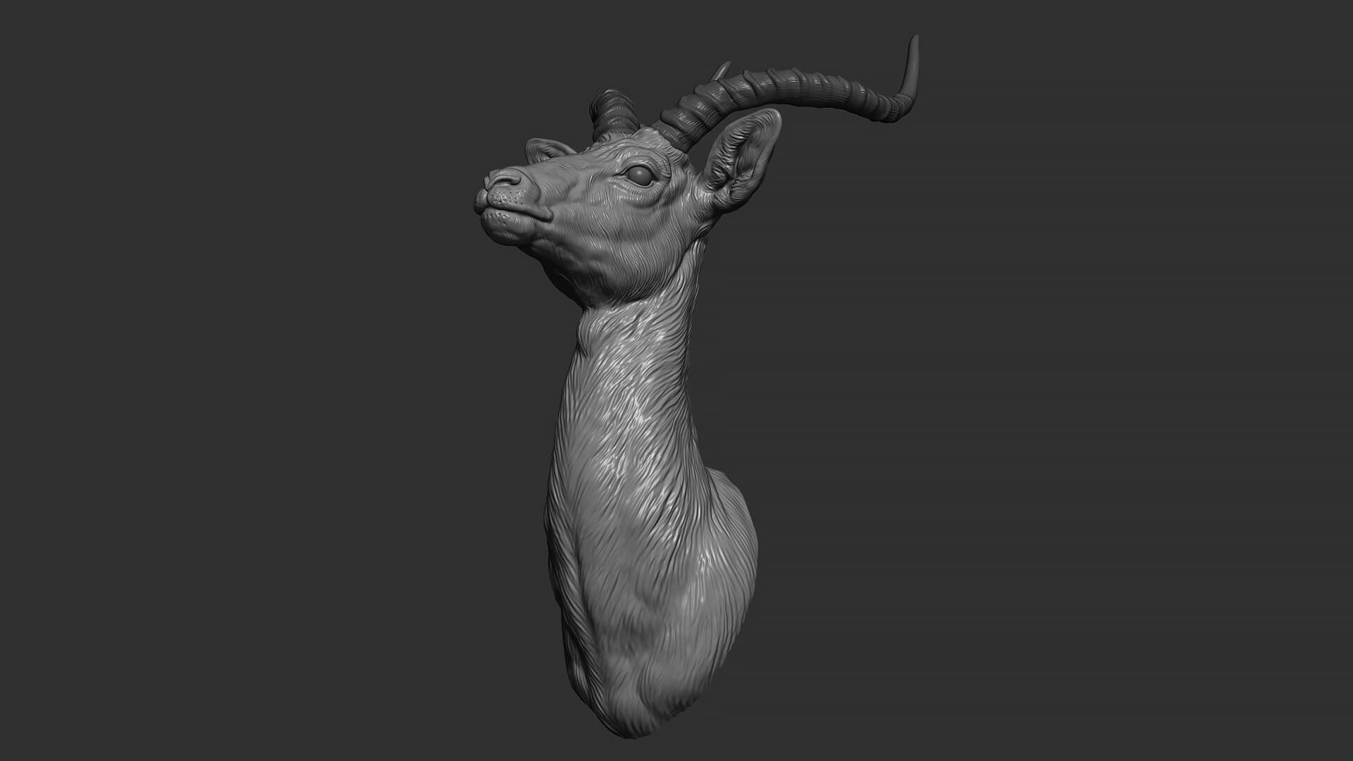 Impala Antelope Bust - 3D Model by guninnik81