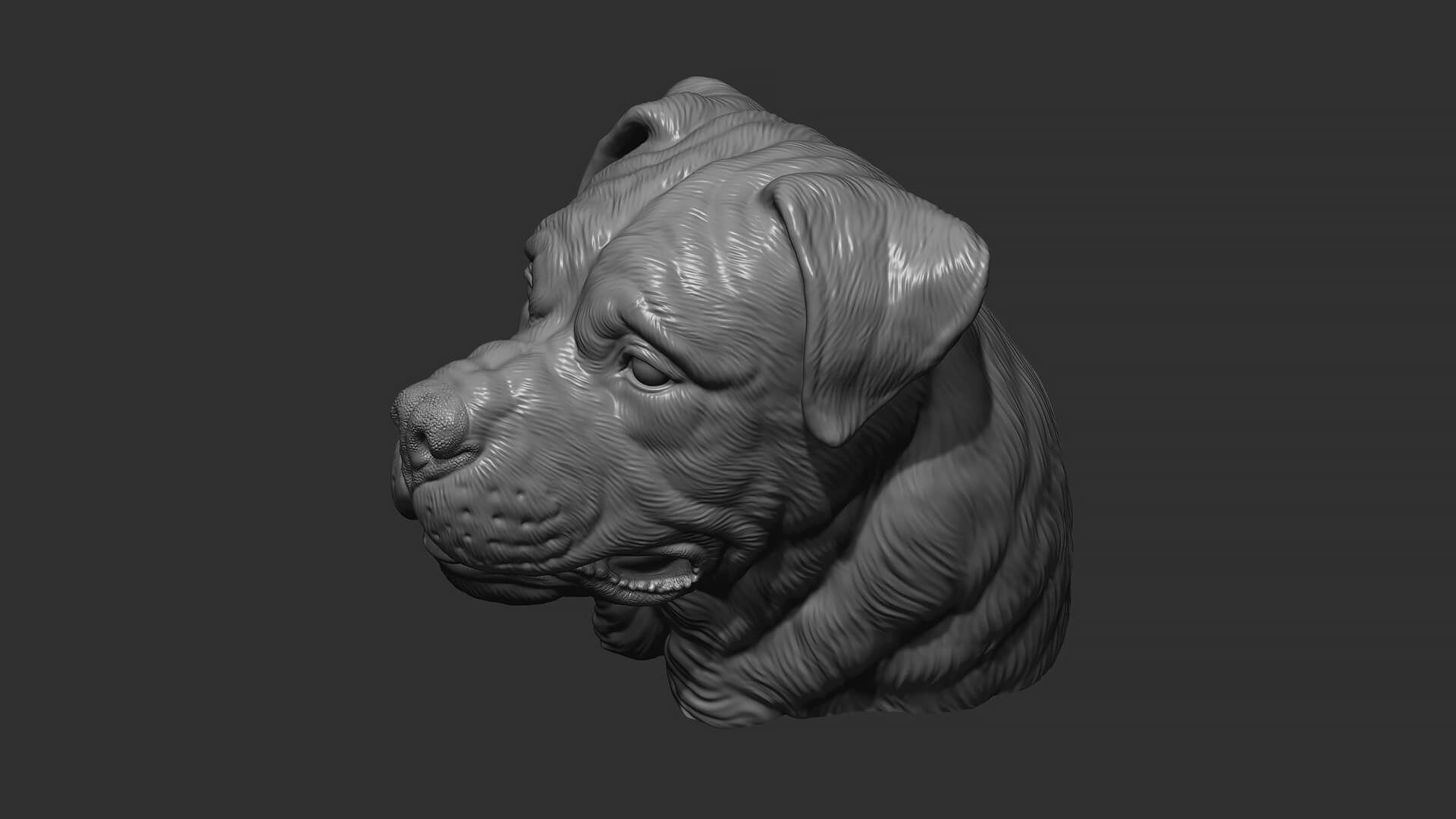 Rottweiler Bust Dog - 3D Print Model by guninnik81