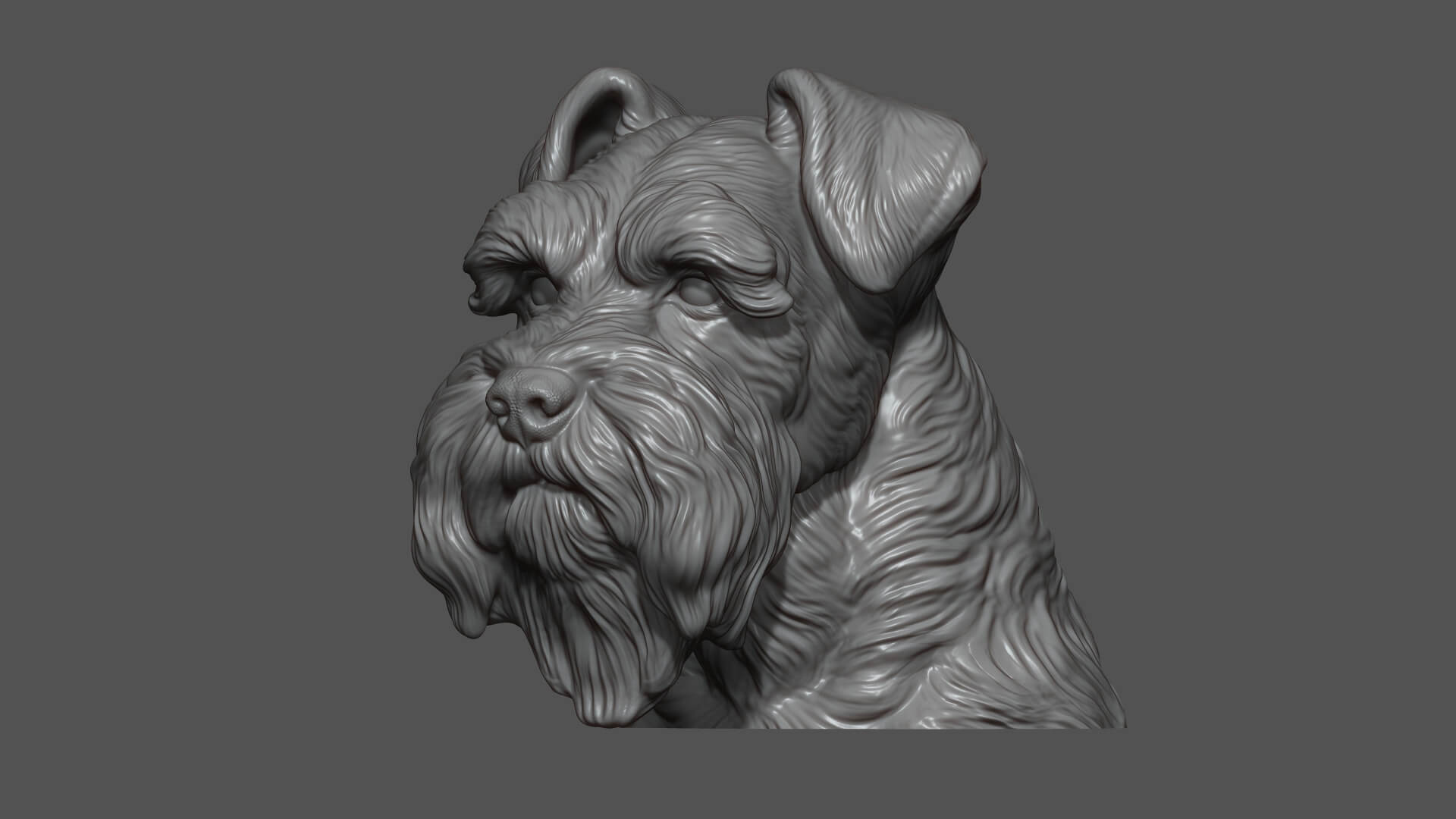 Schnauzer Bust Head - 3D Model by guninnik81
