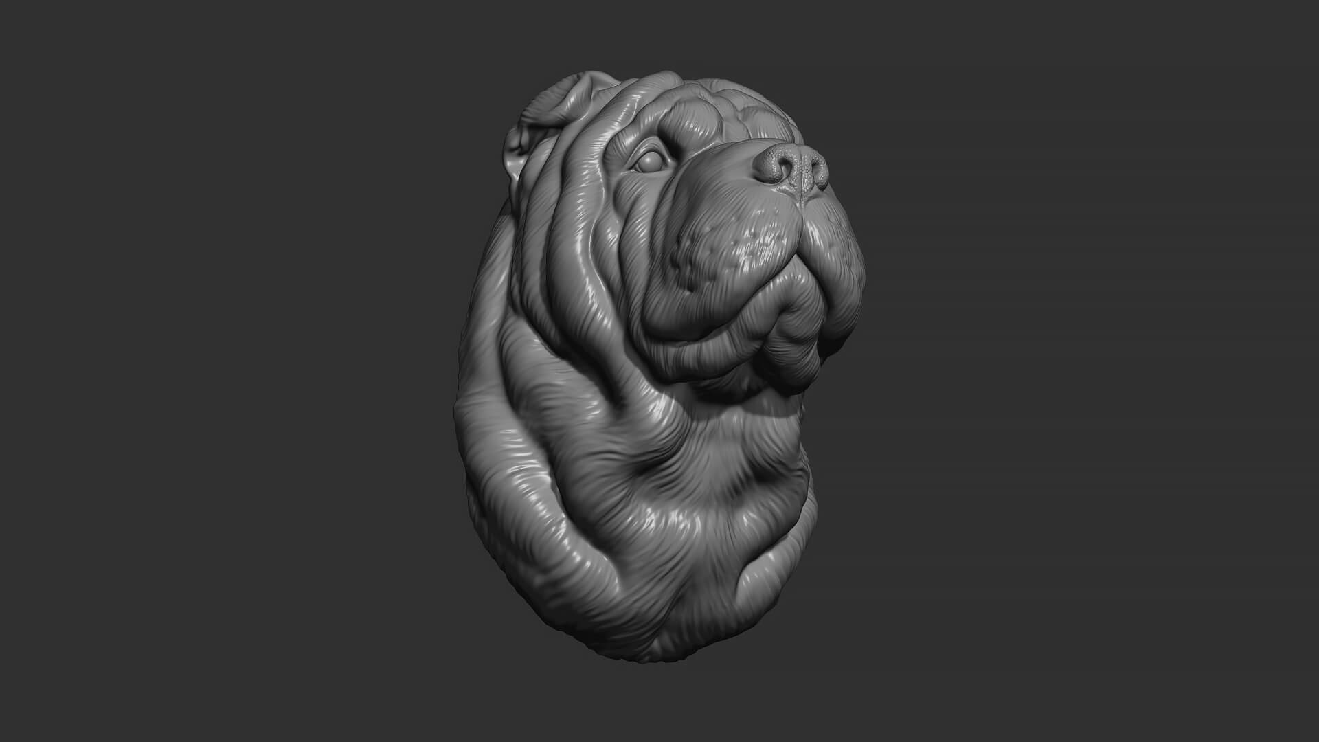 Shar Pei Dog Head - 3D Model by guninnik81